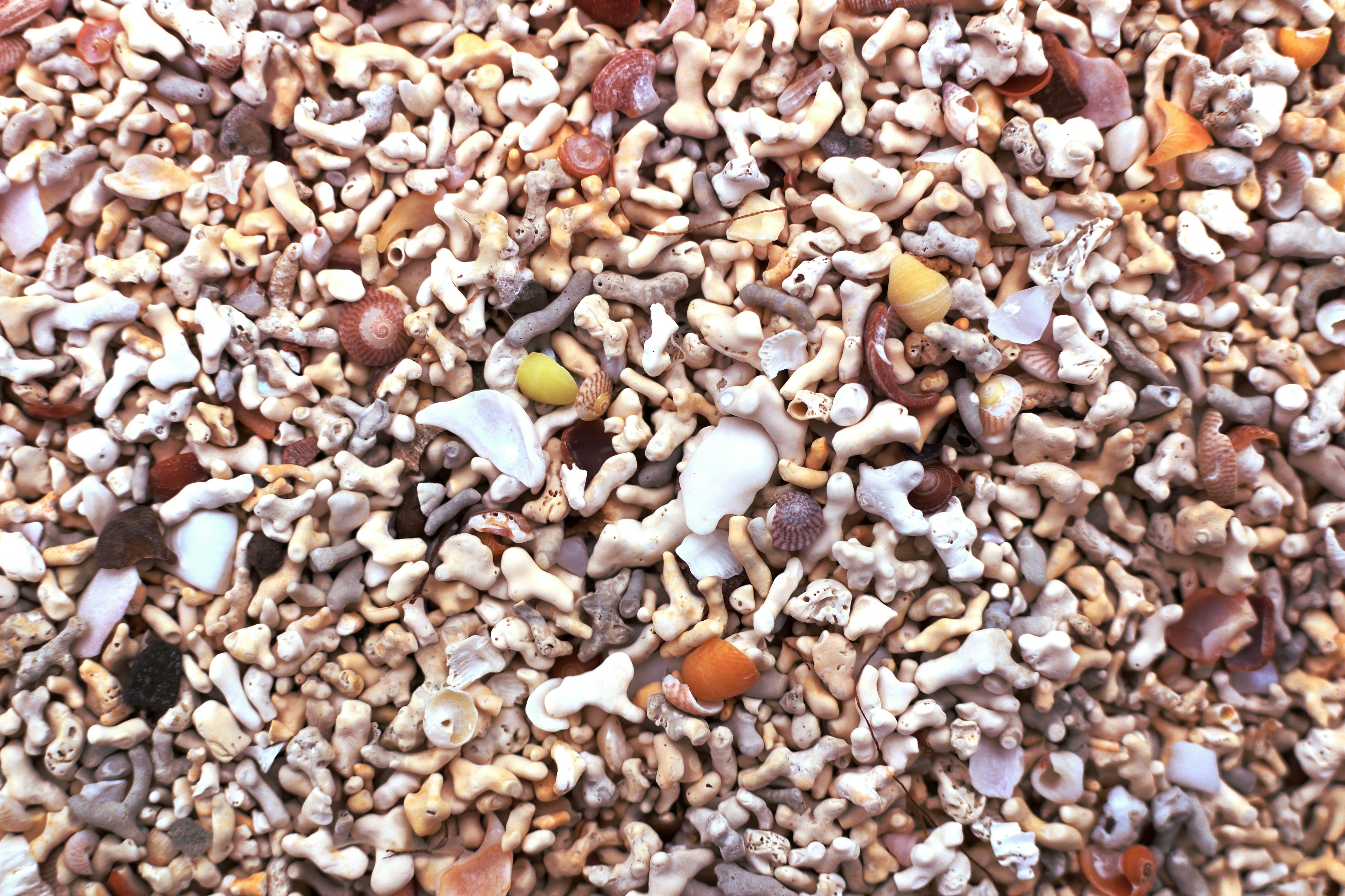A close up of a pile of small rocks photo – Free Coral beach Image on ...