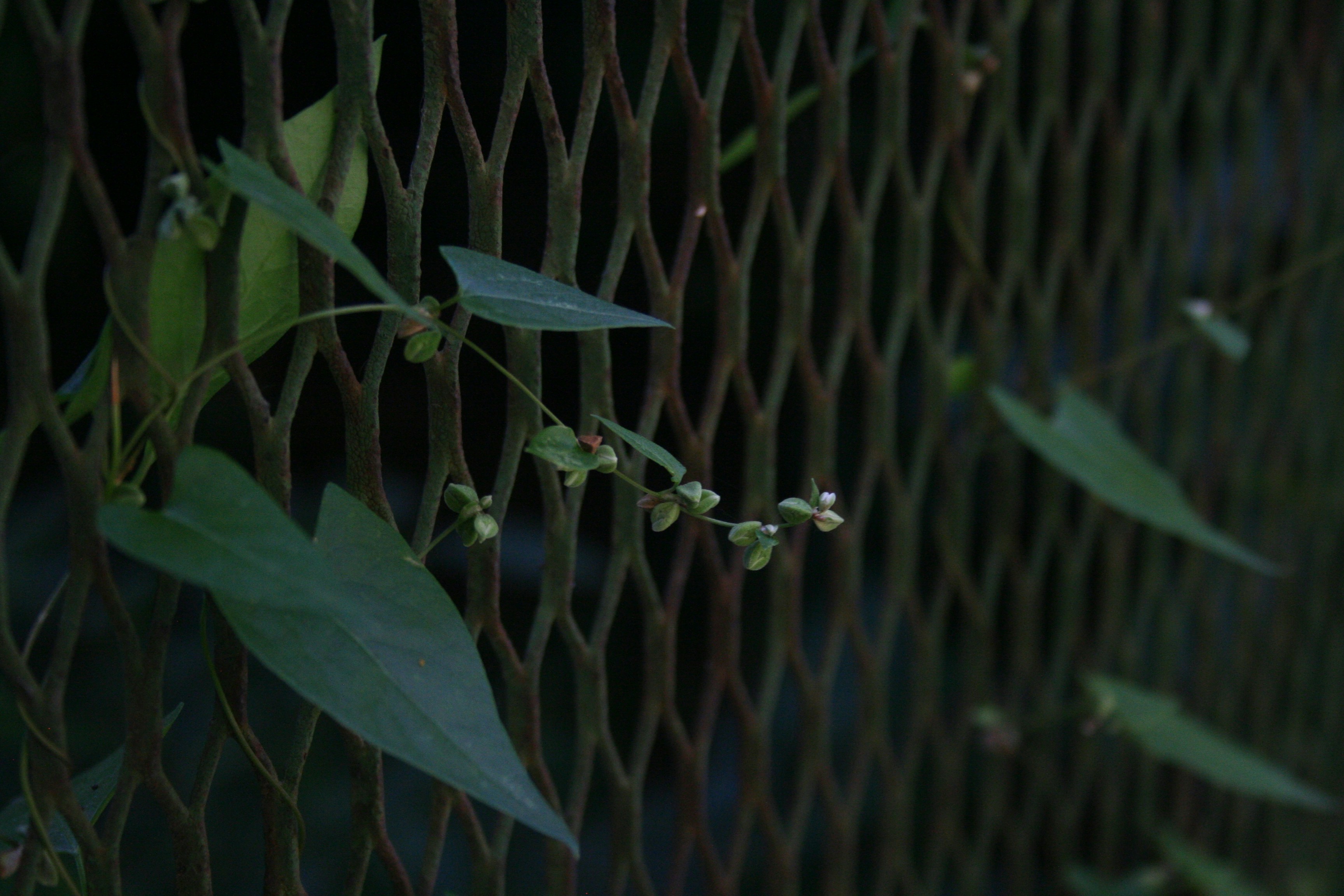 a close up of a plant