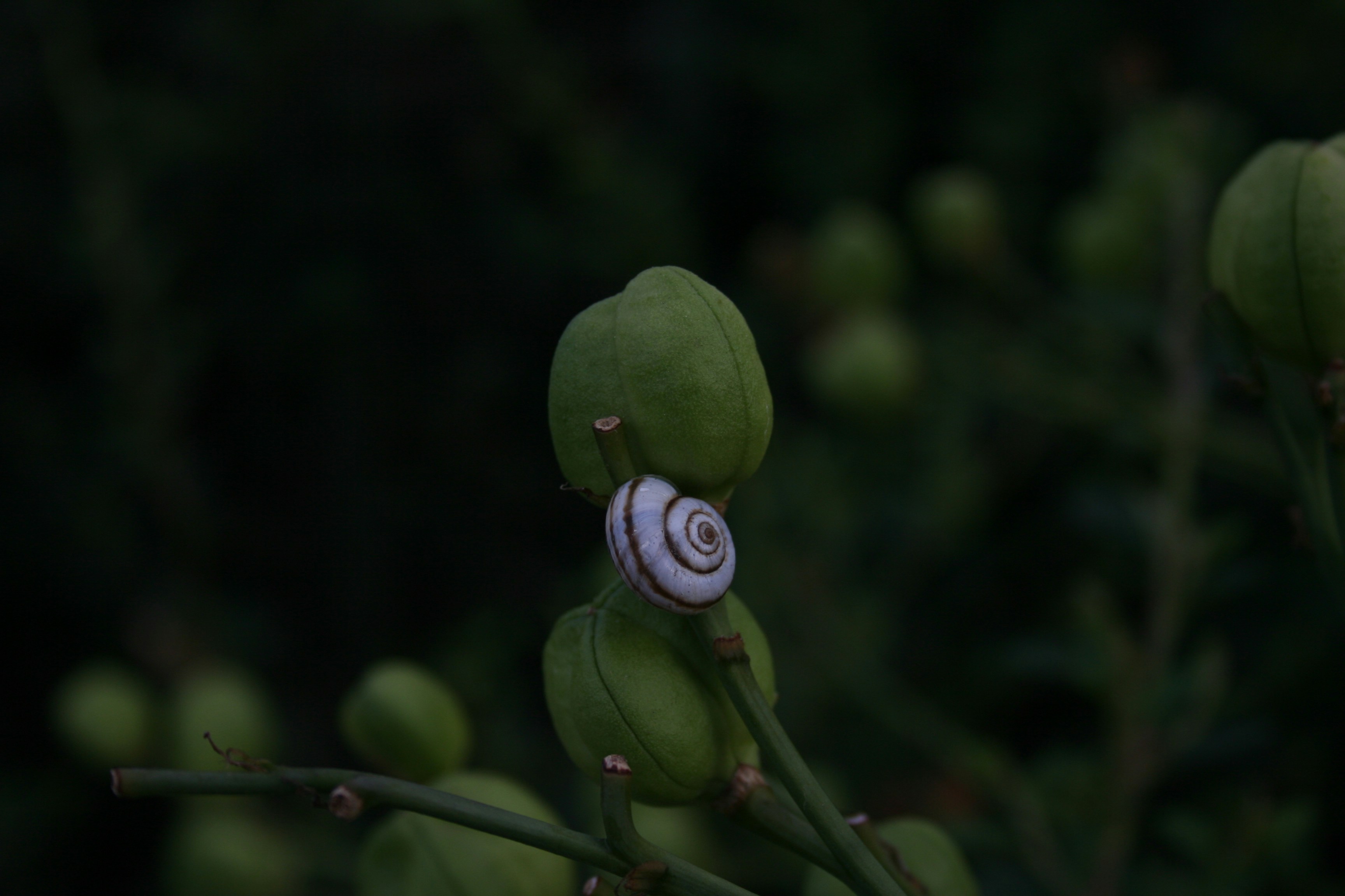 Soft Focus Snail on Green Buds