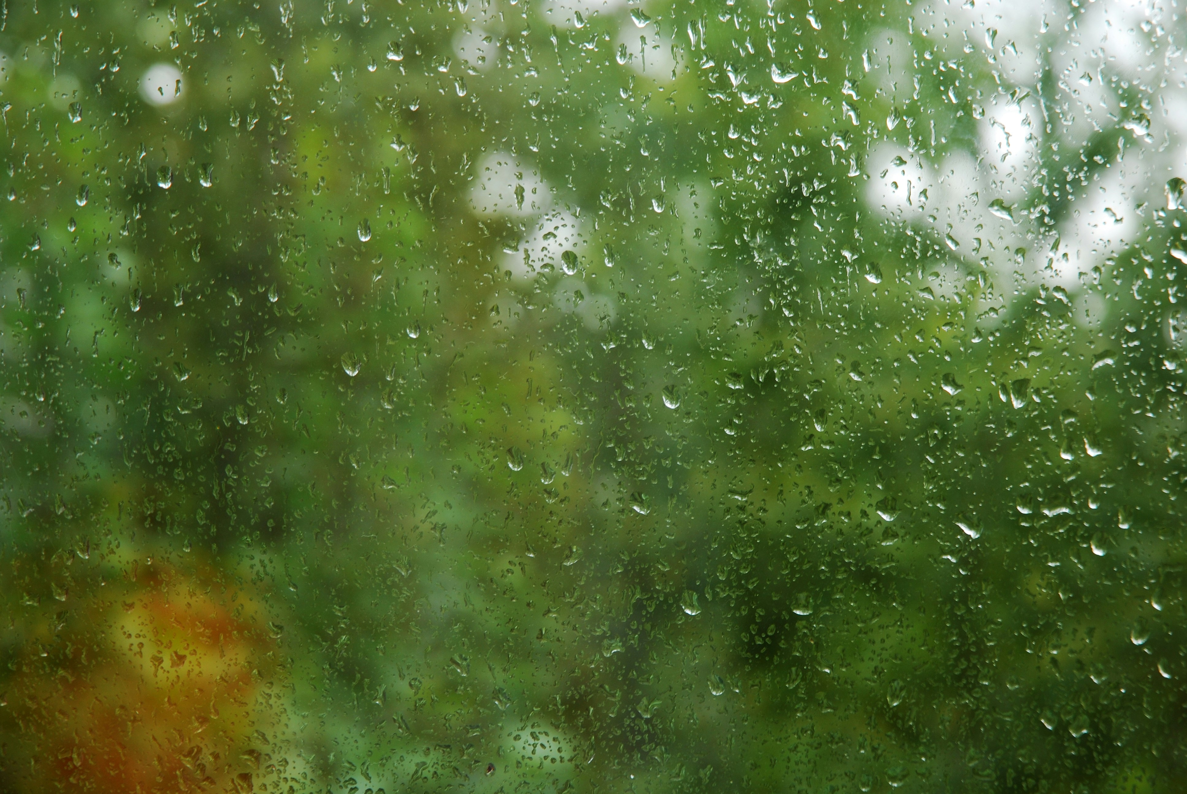 Raindrops glisten on a window, blurring the vibrant green foliage outside. The scene evokes a sense of tranquility and connection with nature.