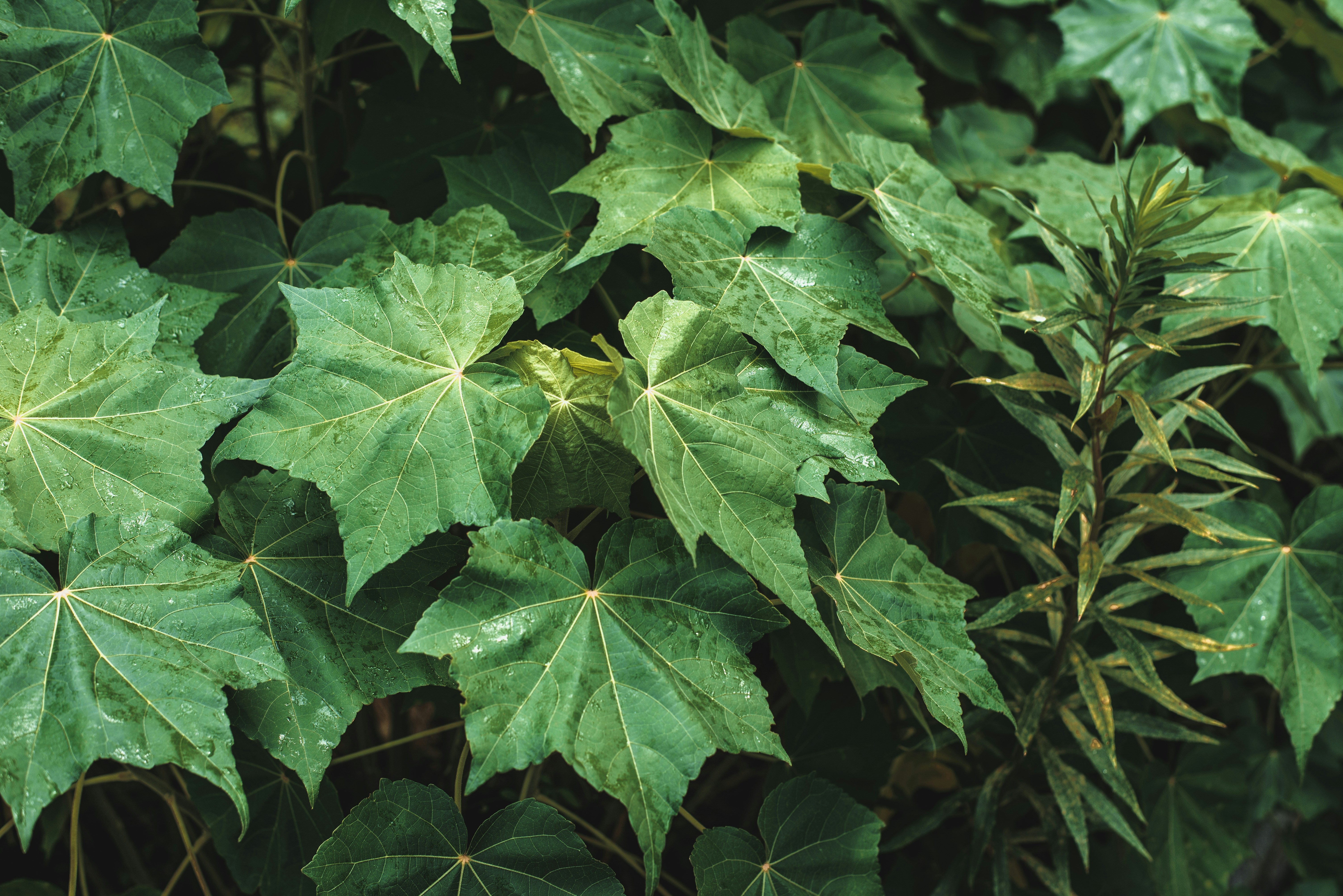 A group of green leaves photo – Free China Image on Unsplash