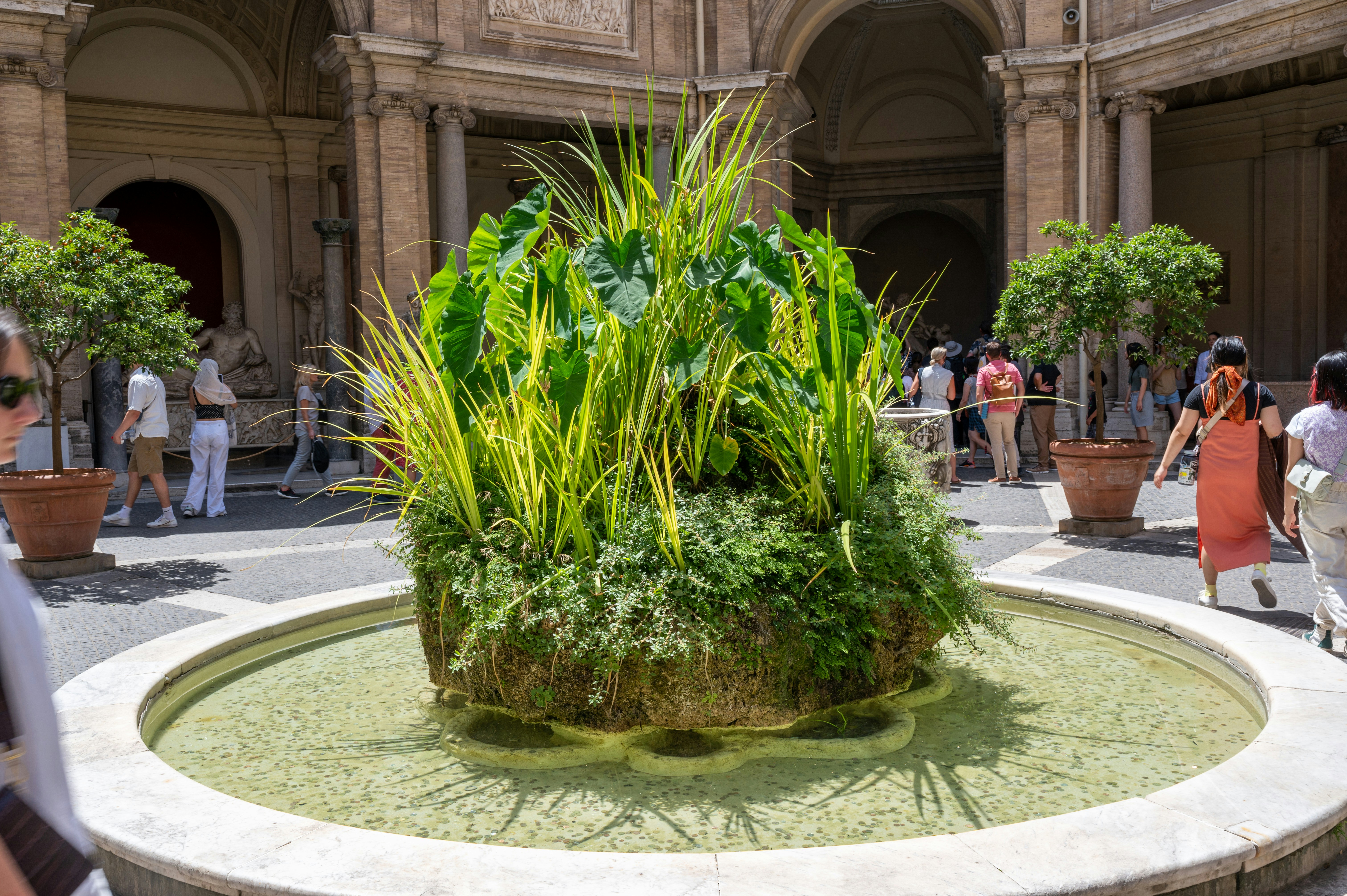 A large plant in a courtyard photo – Free Vatican museums Image on Unsplash