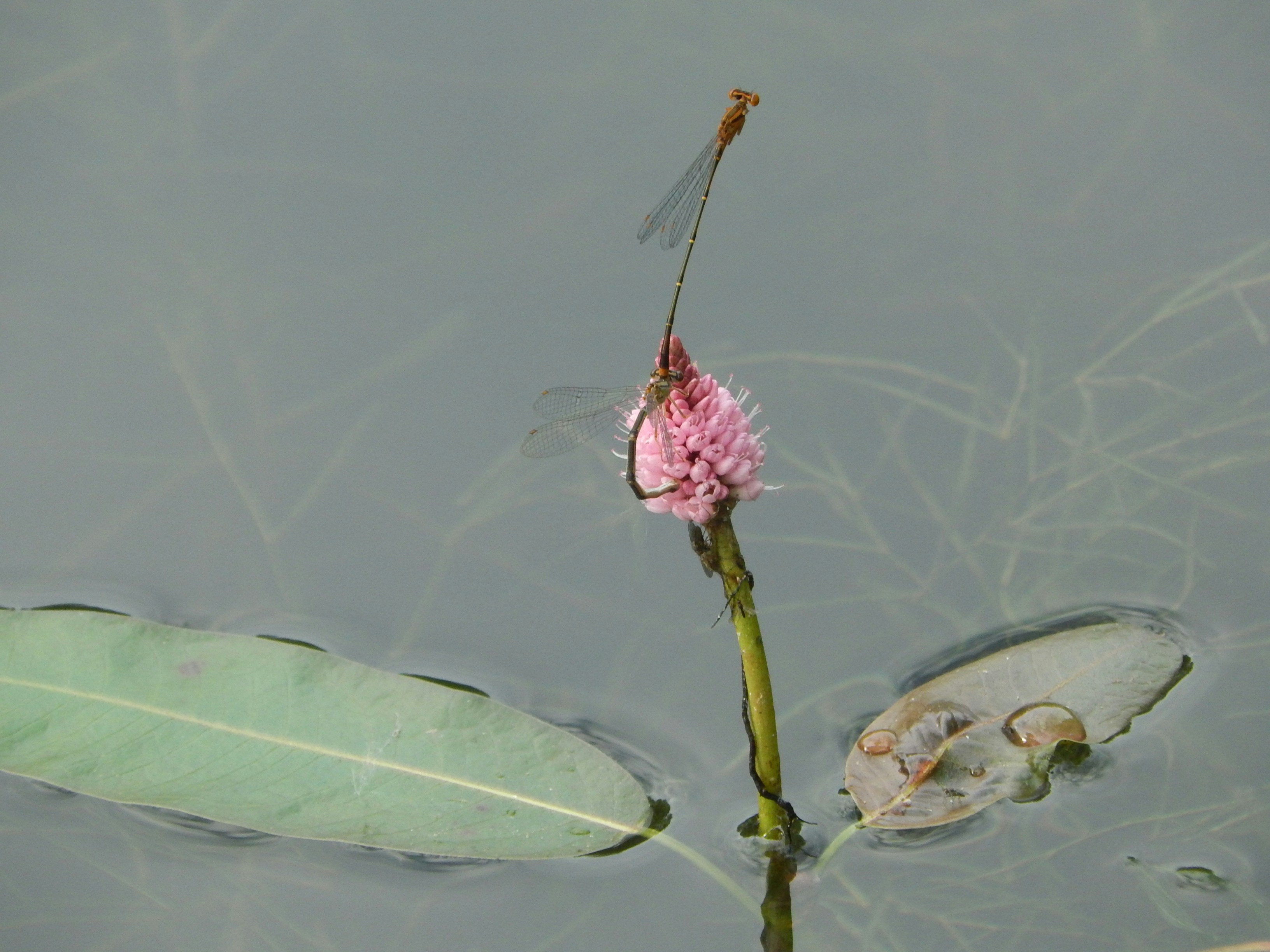 Two dragonflies perched on a pink flower stem above still water, surrounded by green leaves. A tranquil scene highlighting the beauty of nature.