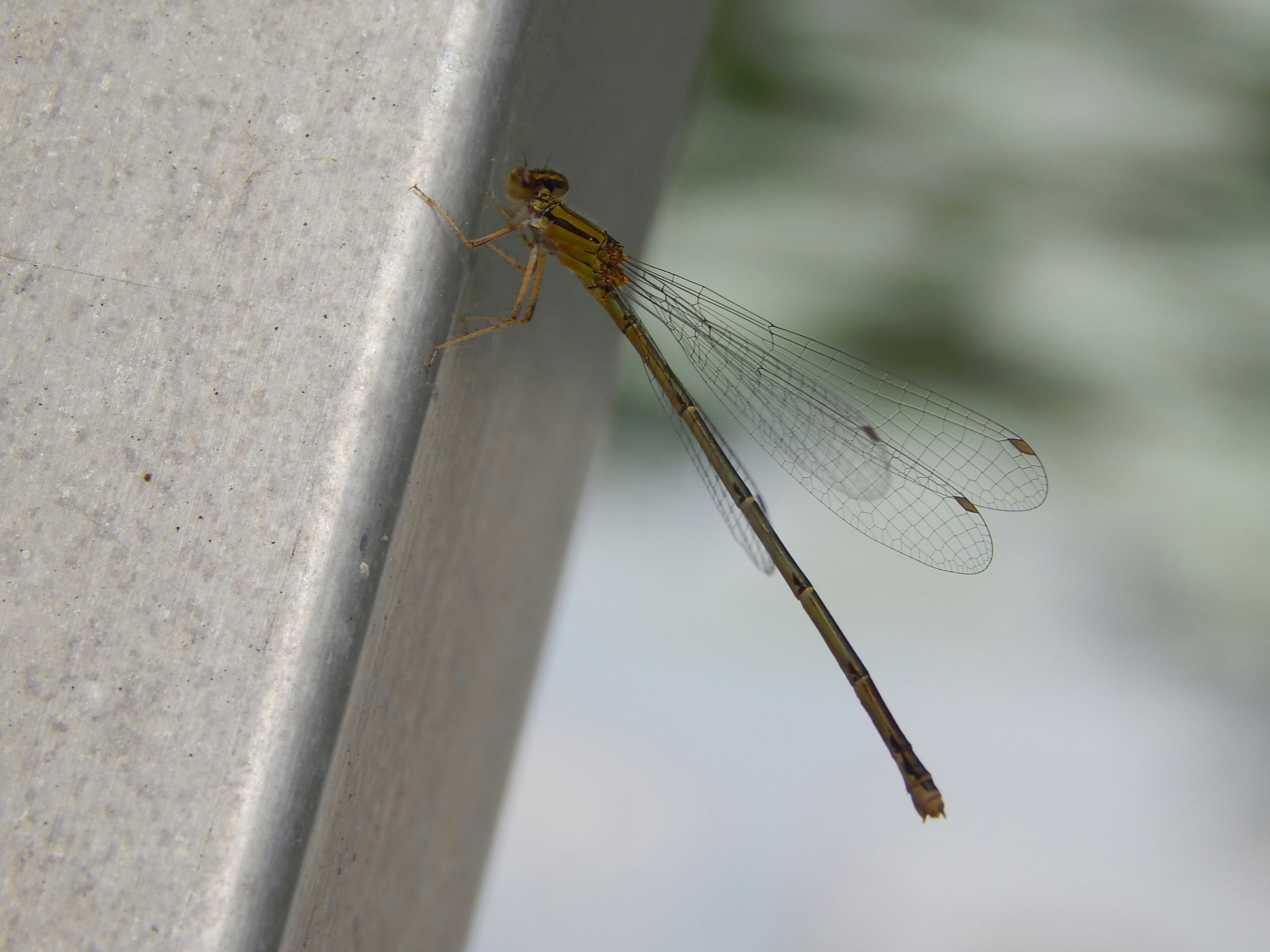 On the Edge of Steel: A Damselfly at Rest