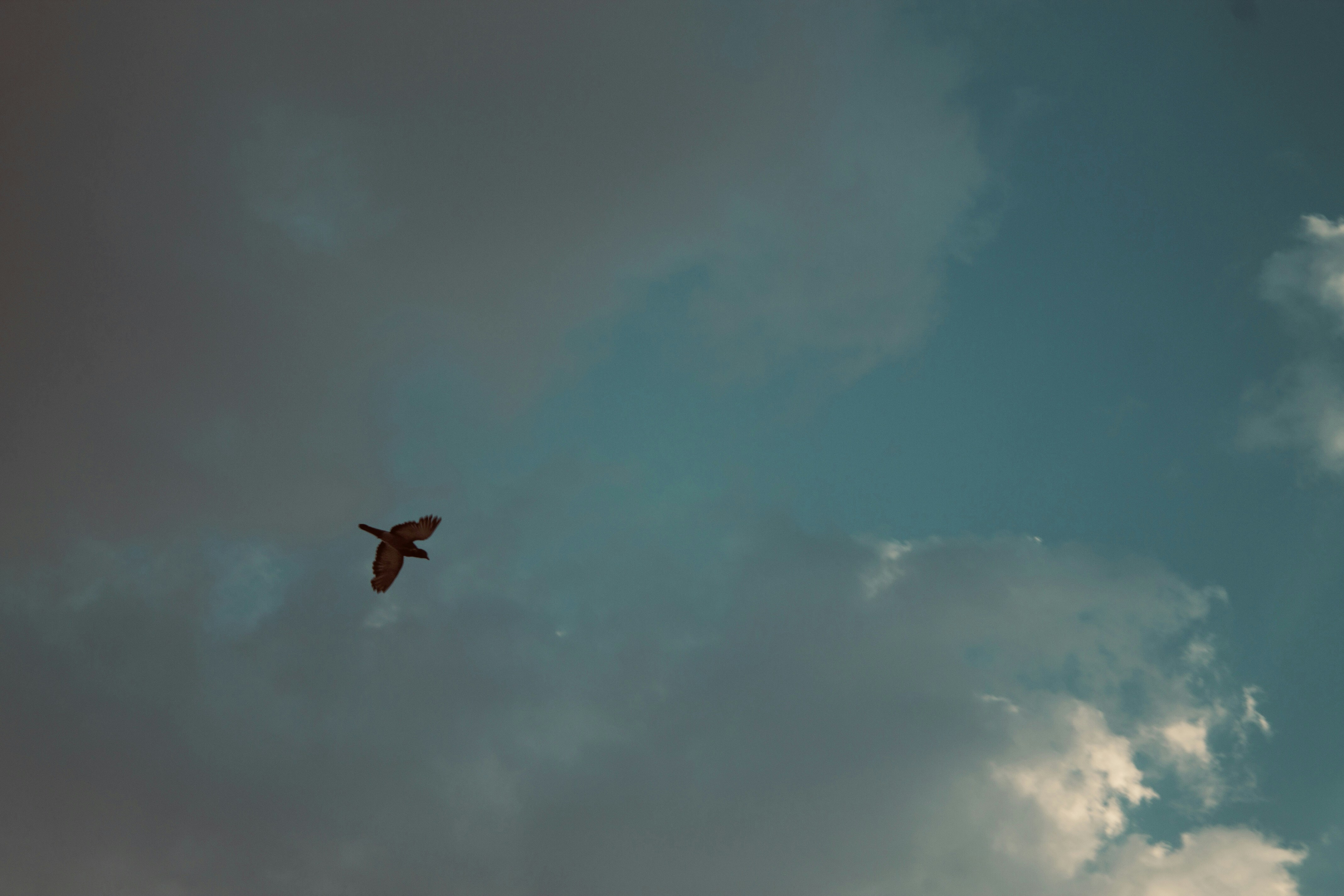 Un papillon volant dans le ciel photo – Image gratuite de Gris sur Unsplash
