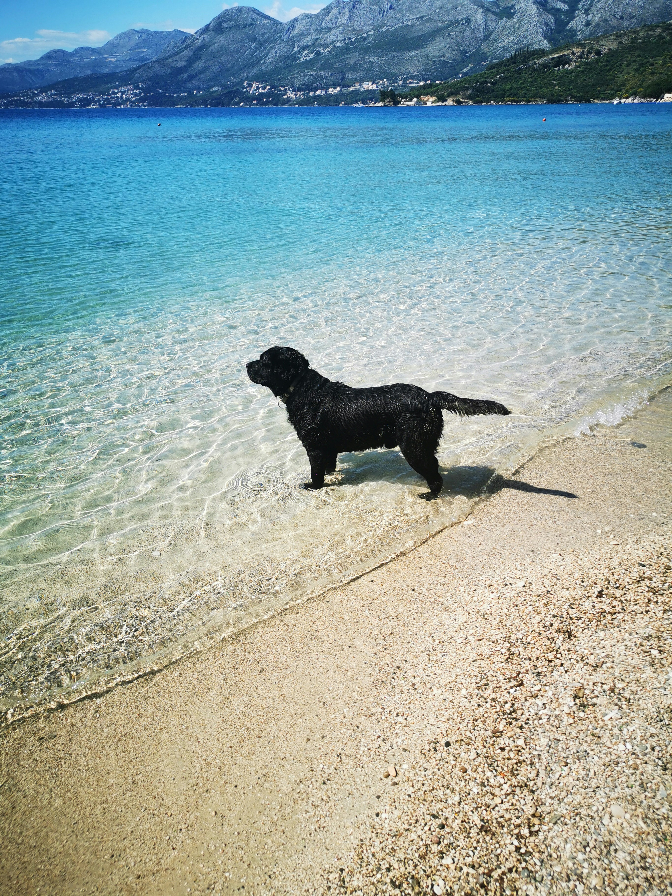 Onyx Hound at the Turquoise Edge: A Quiet Moment by Clear Water