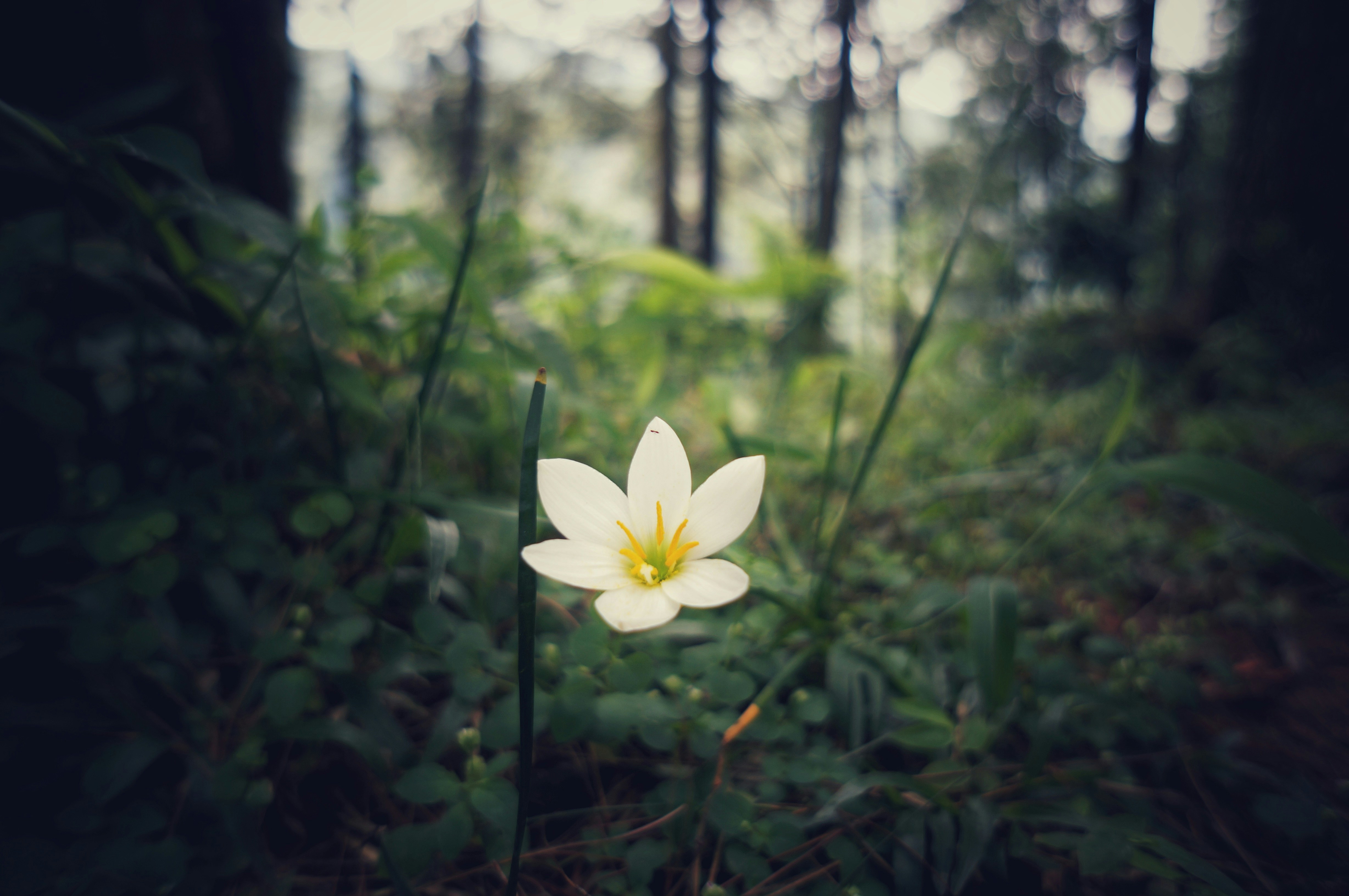 Petal in the Quiet Forest: A White Bloom Amid Green Shadows