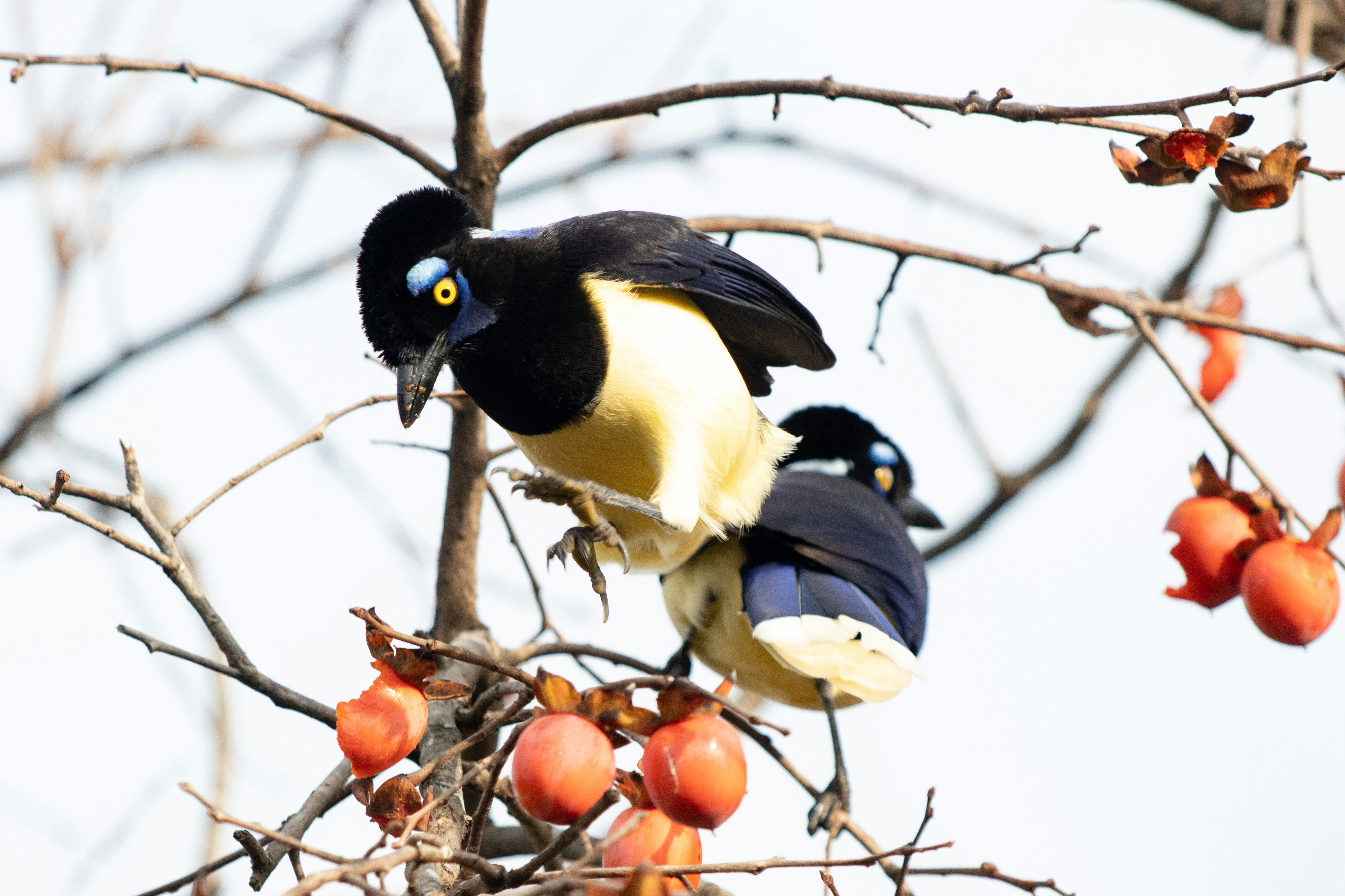 Twin Orioles in Persimmon Parade