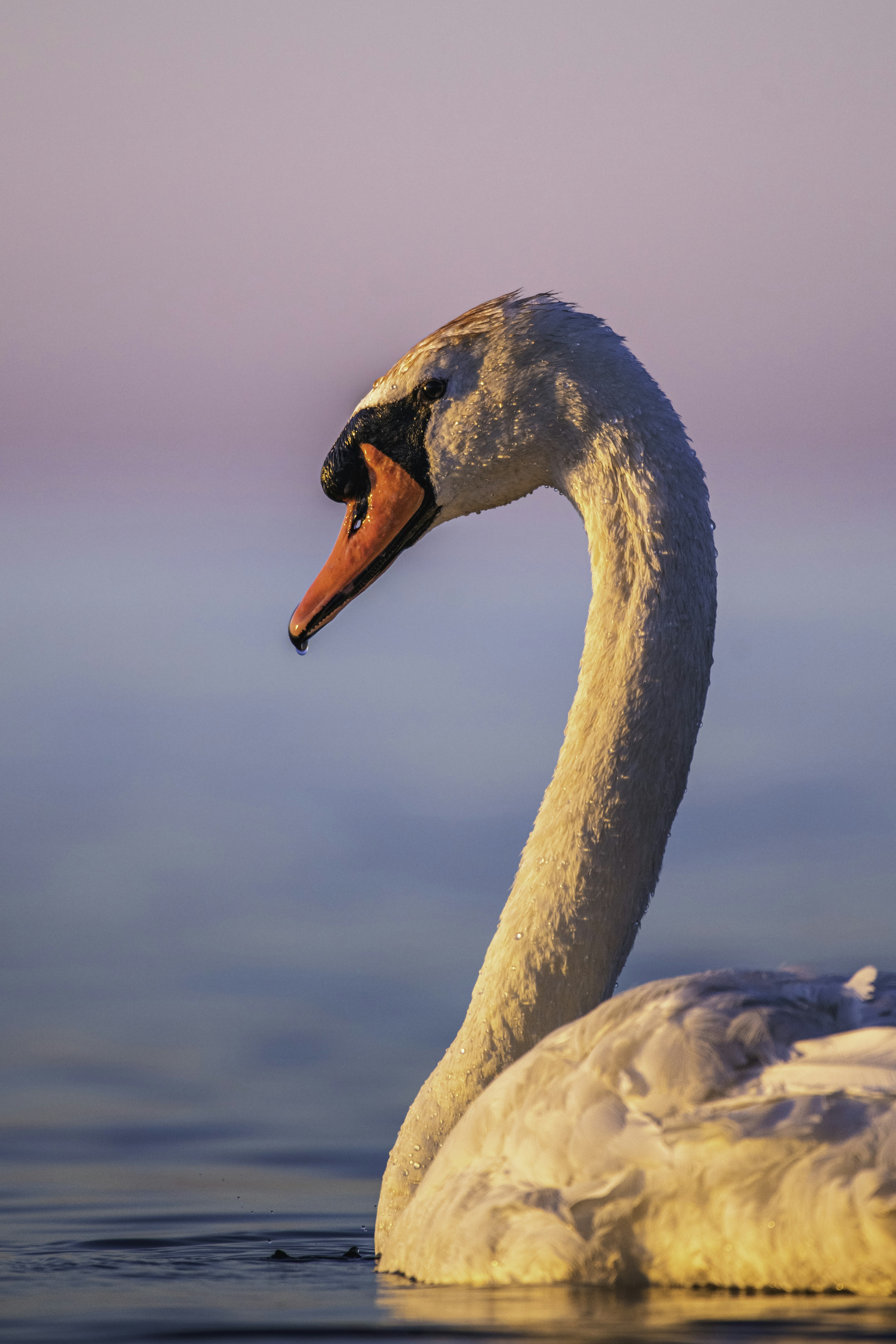 Pastel Arc of a Swan at Sunset Over Glassy Water