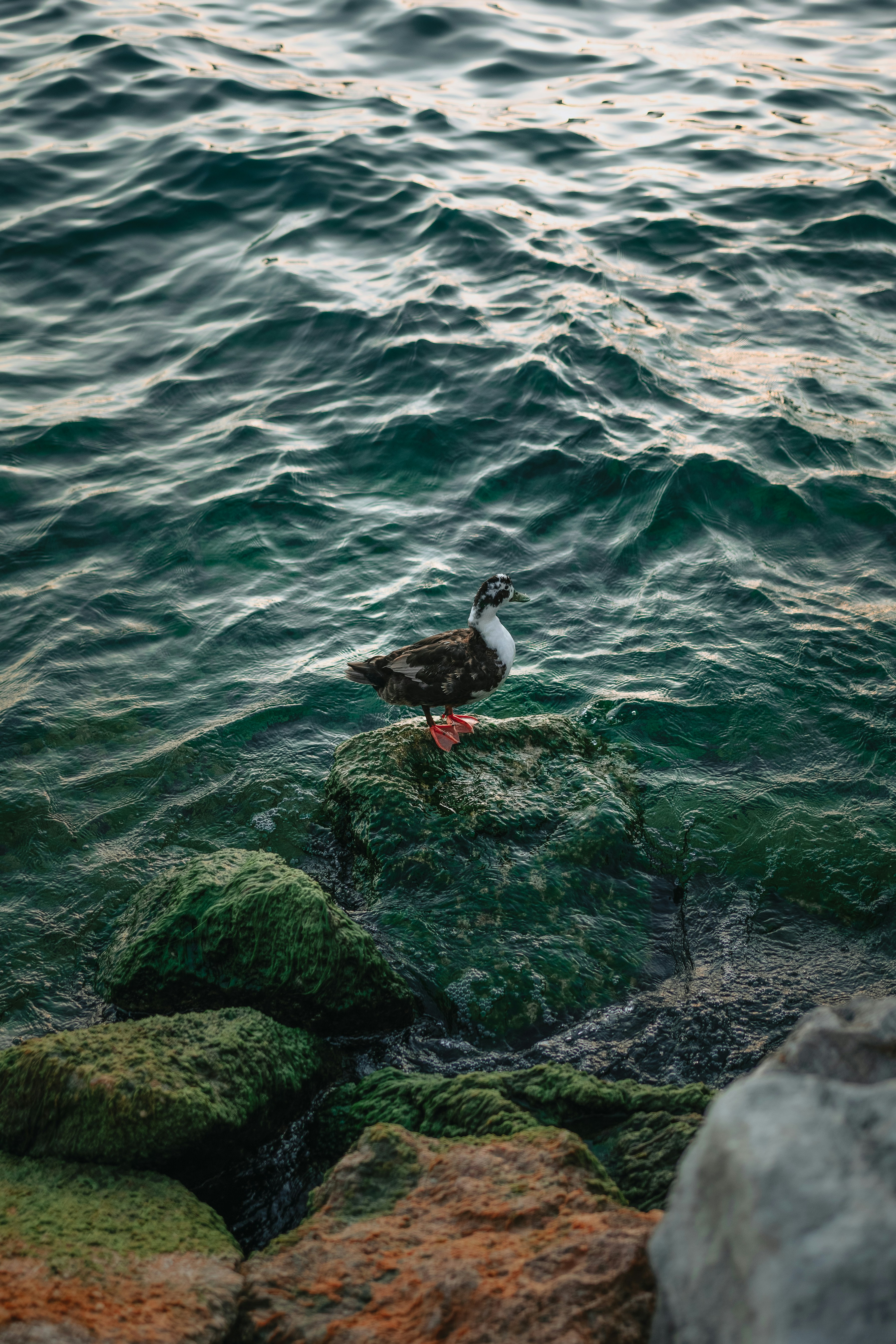 A bird on a rock by the water photo – Free Italy Image on Unsplash