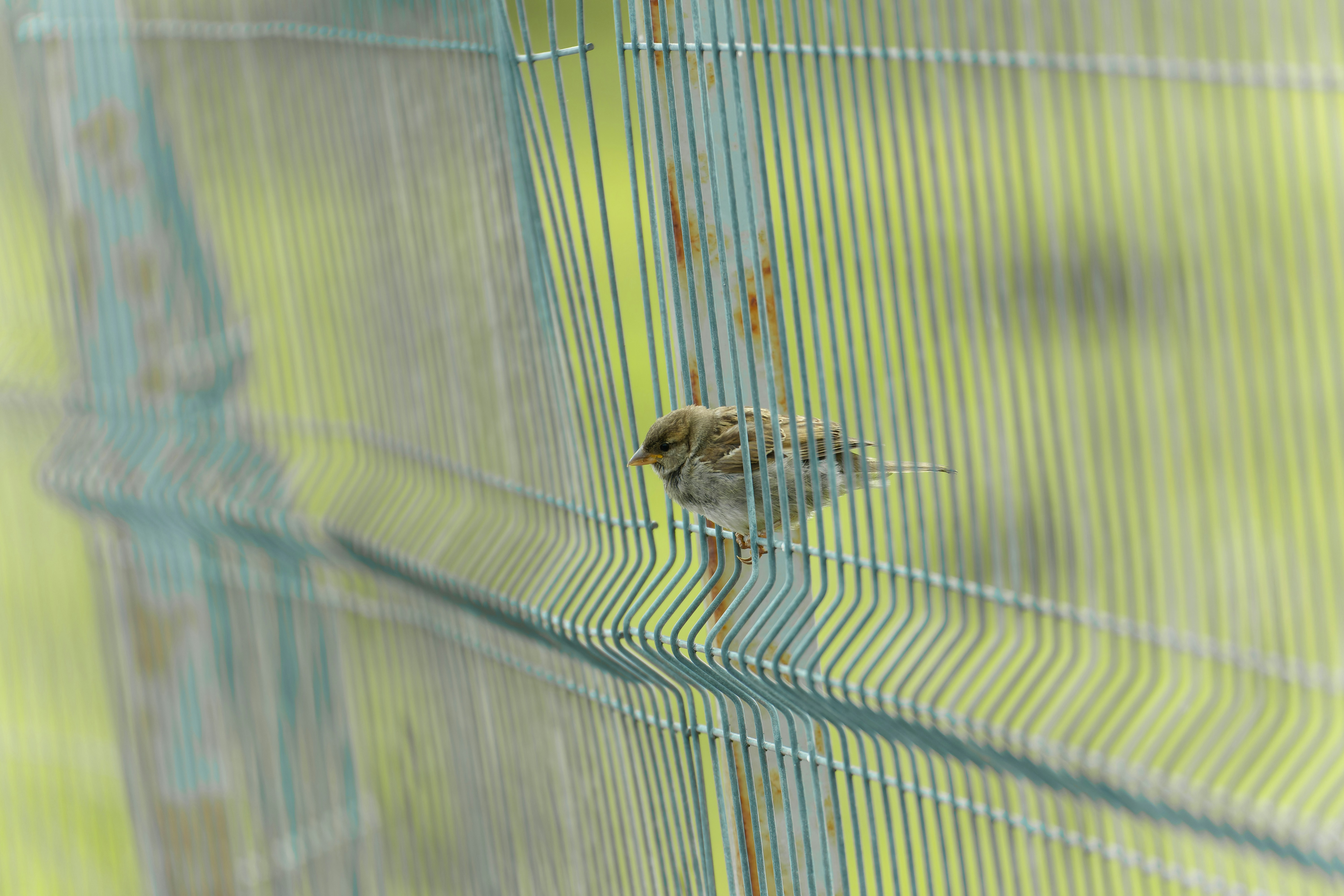 a bird in a cage