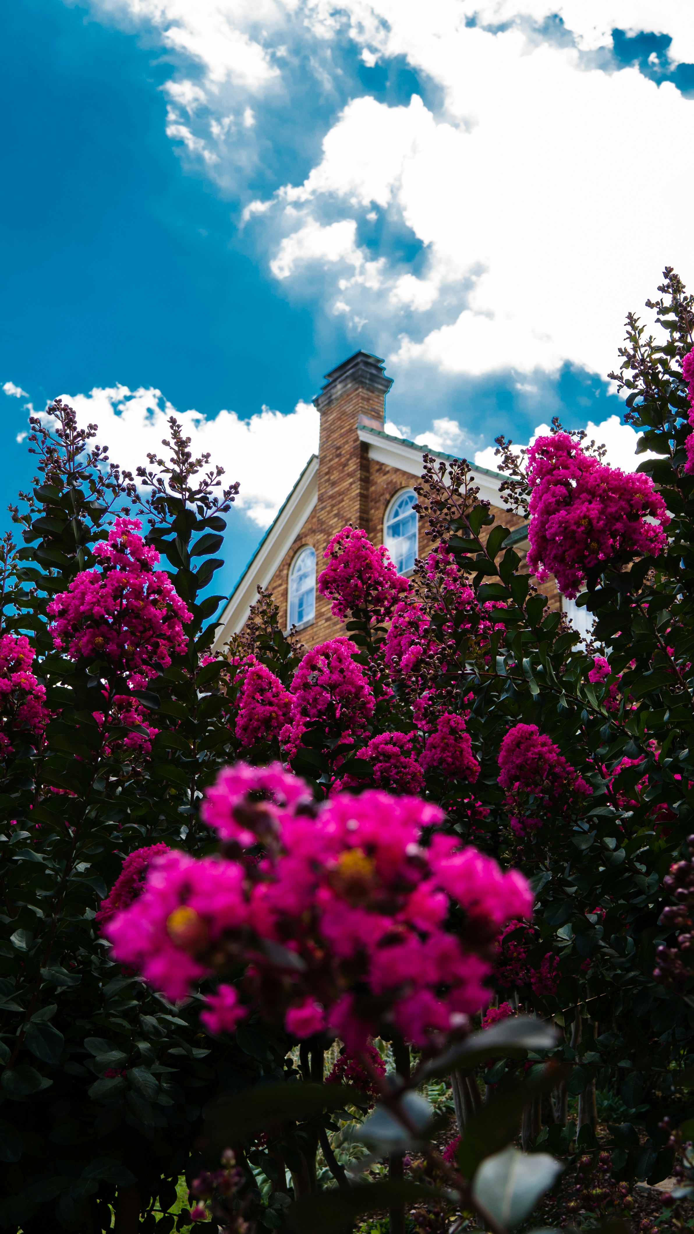 Vivid Hydrangea Corridor: Bright Fuchsia Blooms Frame a Brick Attic Under a Blue Sky
