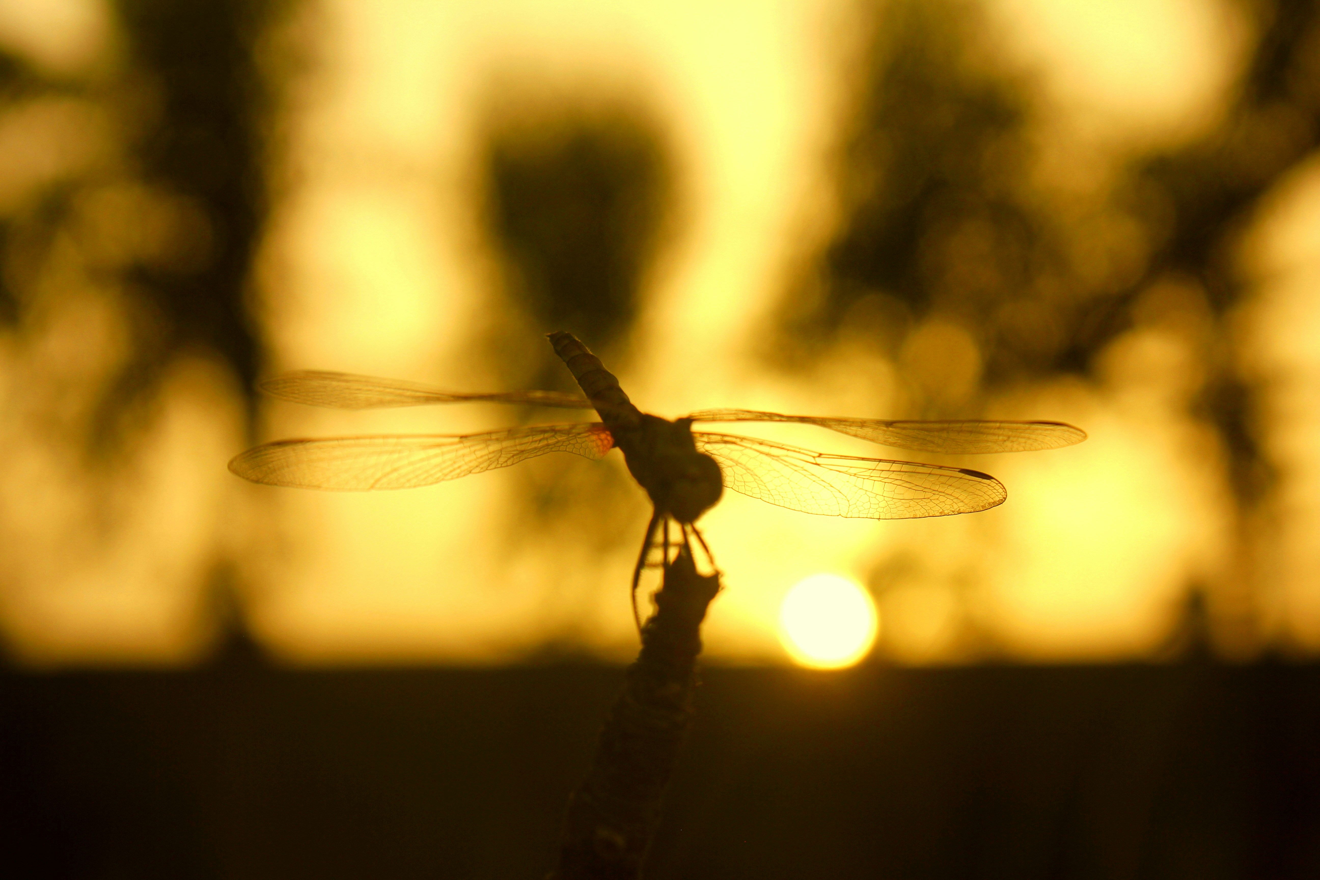 A dragonfly perched on a twig against a glowing sunset, capturing the delicate interplay of light and shadow. The scene evokes tranquility and the beauty of nature's transitions.