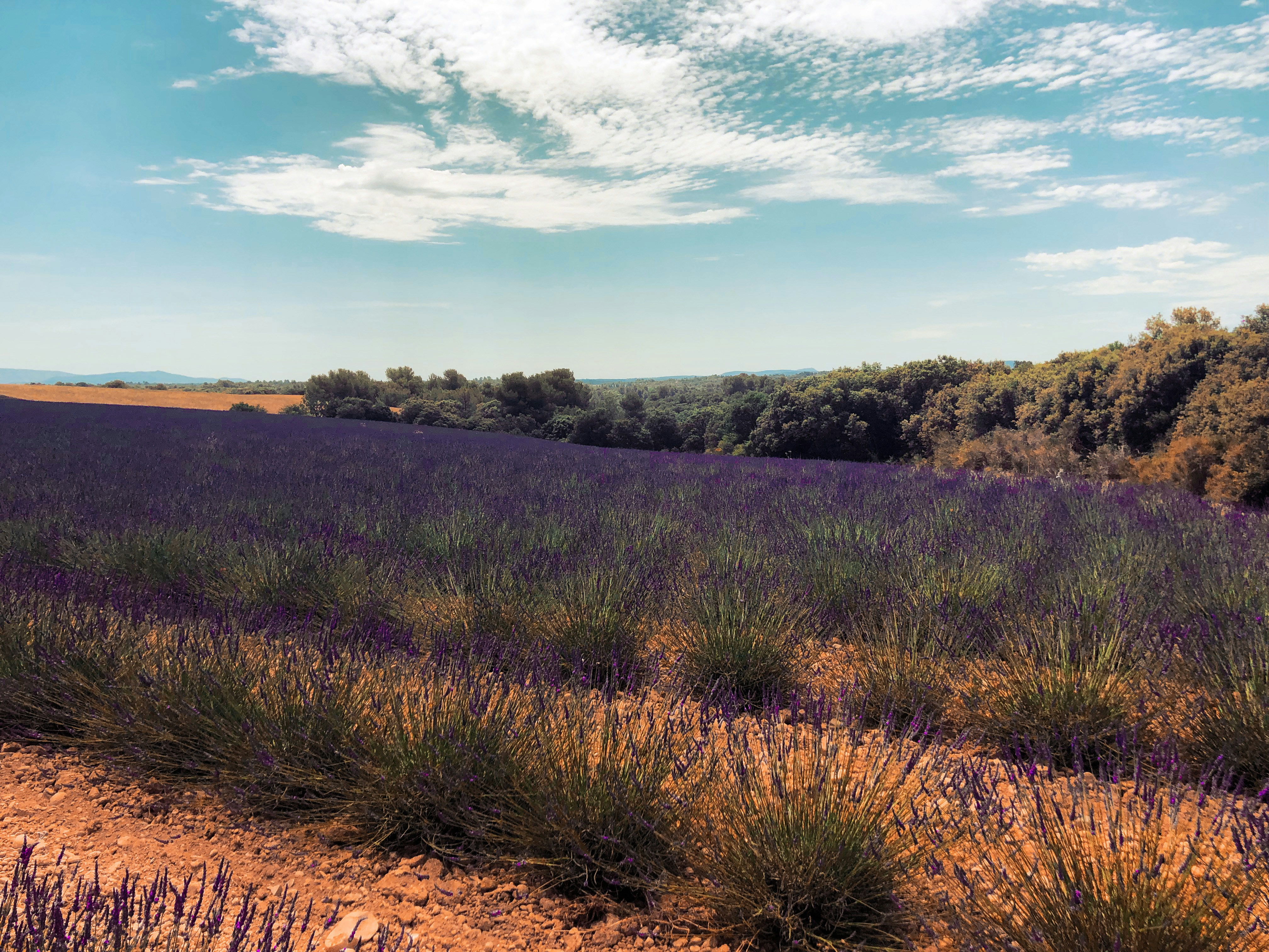 A field of grass and trees photo – Free Provence Image on Unsplash