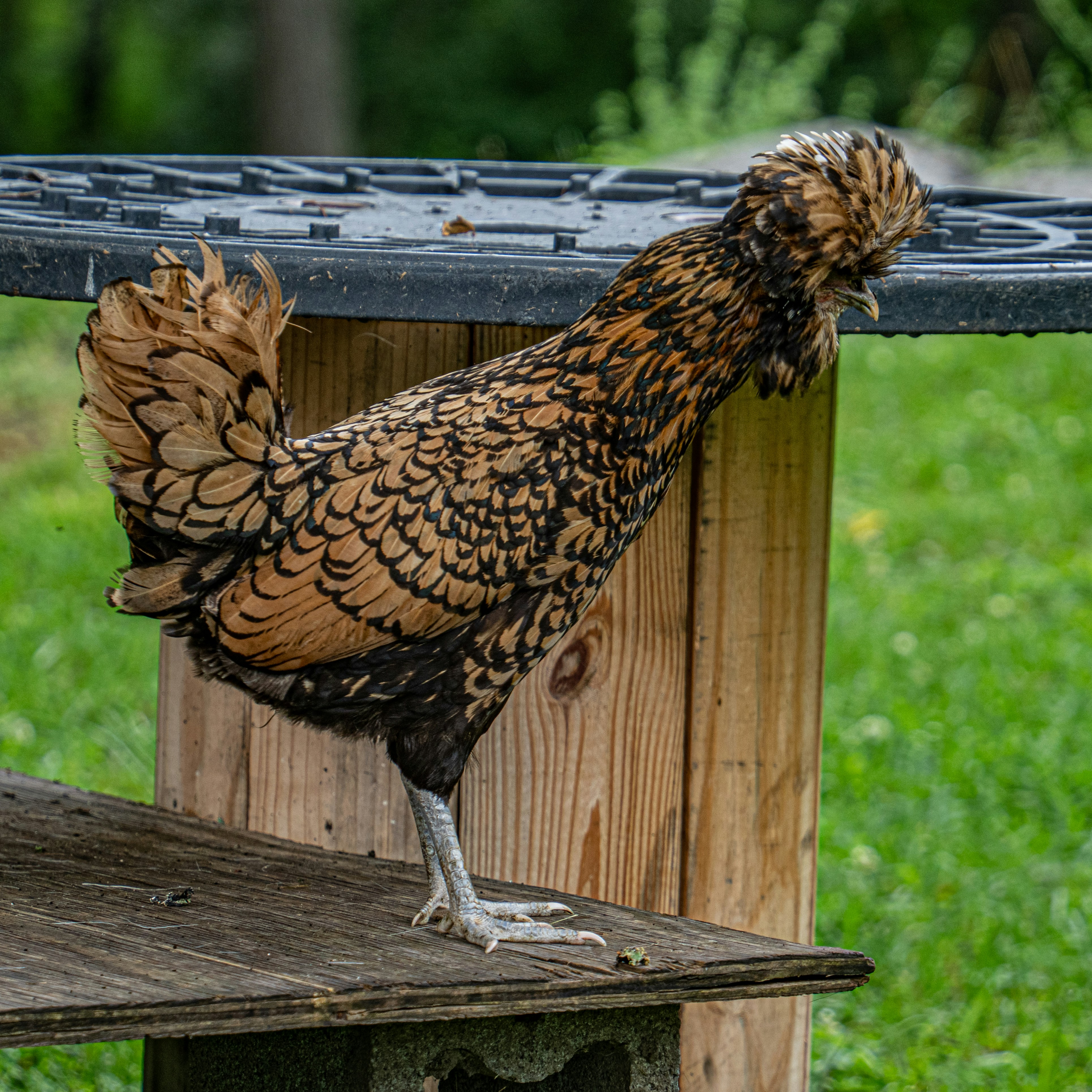Feathered Sentinel on a Weathered Park Platform