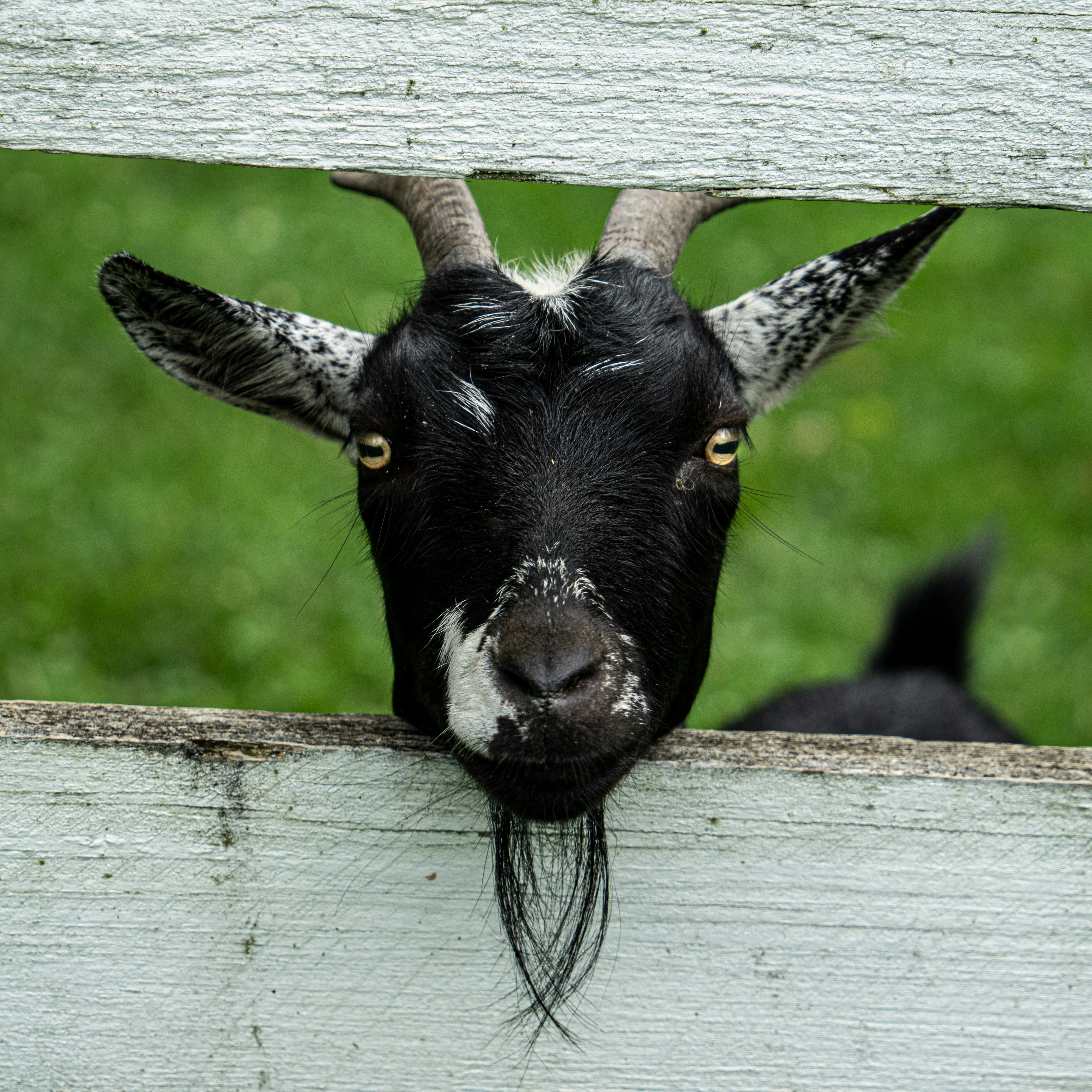 Une chèvre noire avec des cornes photo – Photo Vache Gratuite sur Unsplash