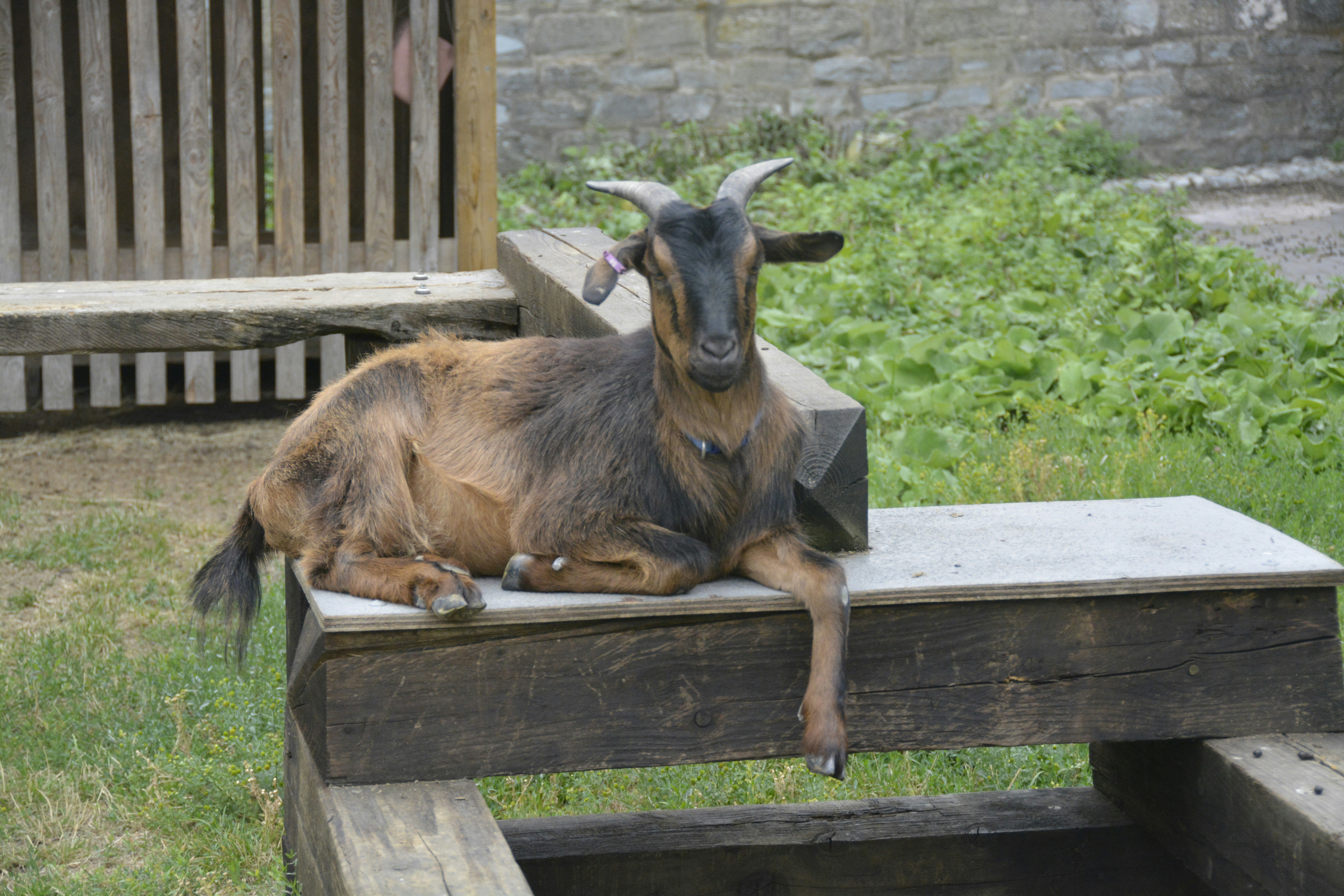A goat lying on a bench photo – Free Grey Image on Unsplash