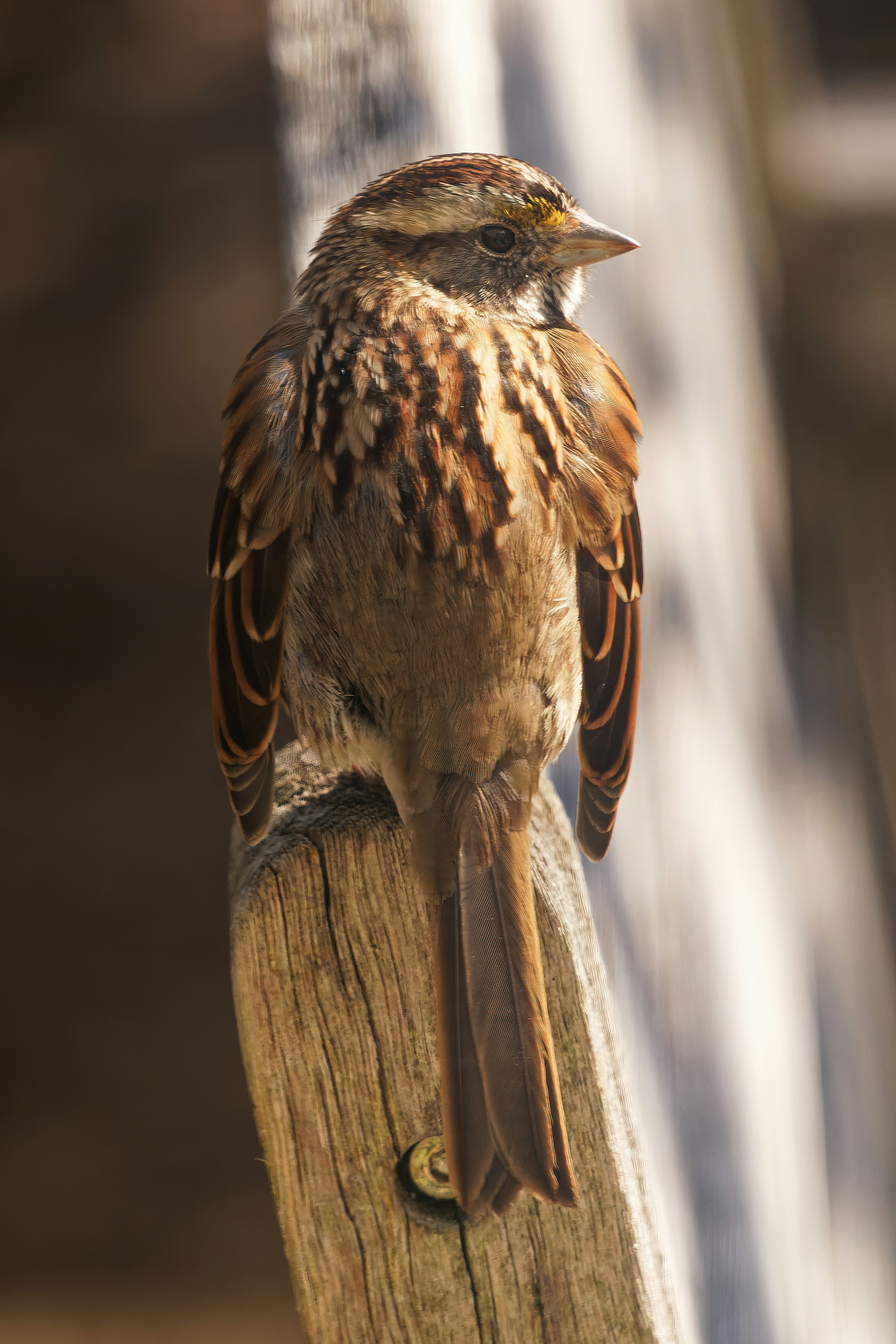 Perched Brown-Streaked Bird on a Weathered Post in Warm Backlight