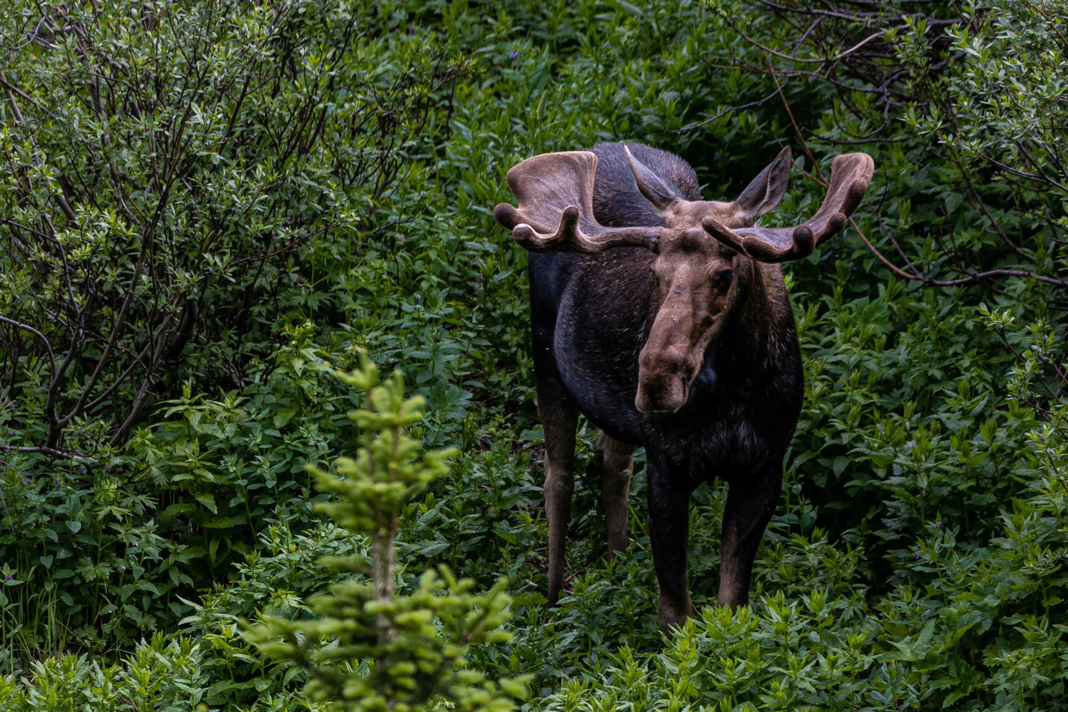 A moose stands serenely among dense foliage, showcasing its impressive antlers against a vibrant backdrop of greenery.