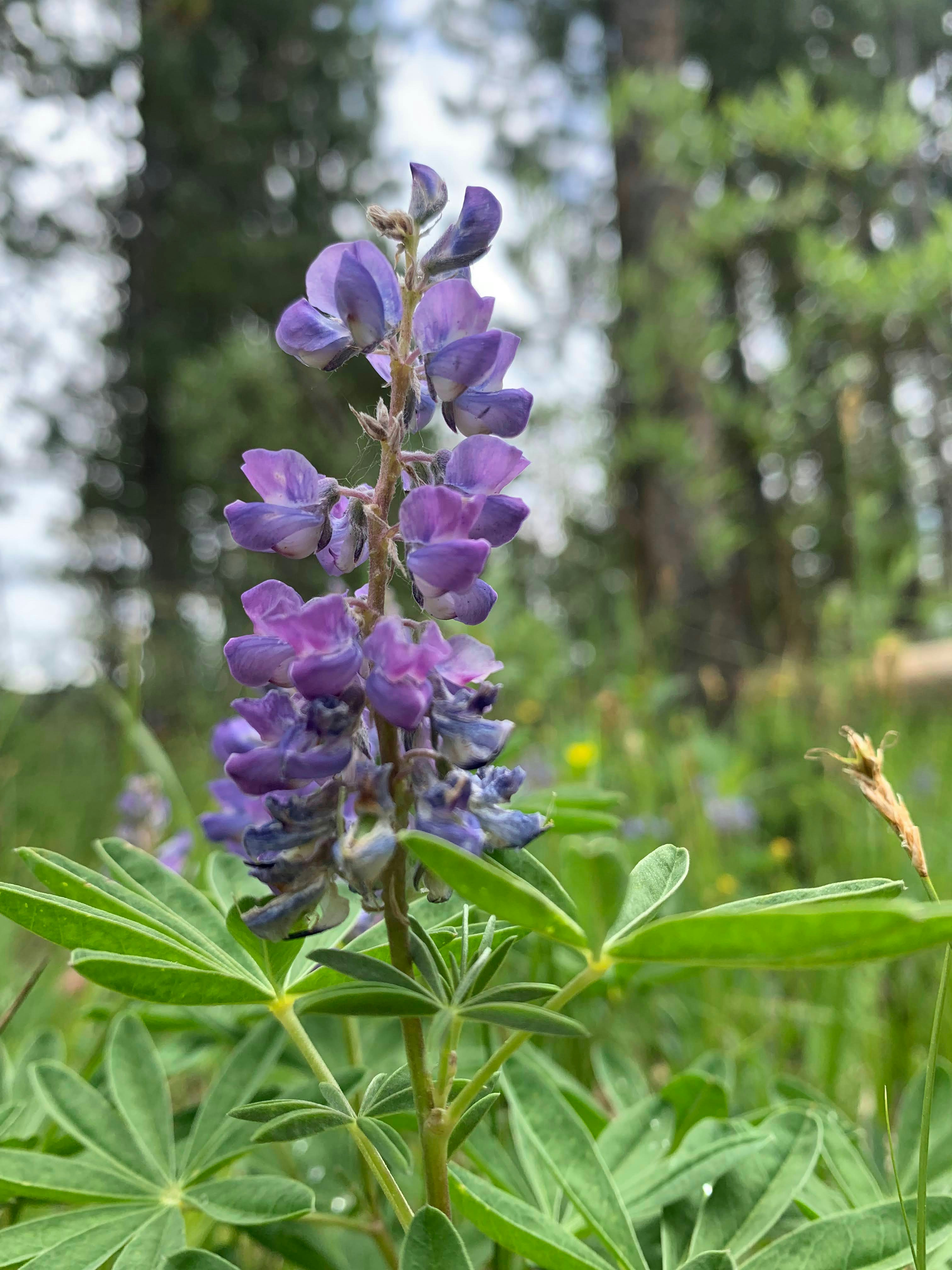 Purple Lupine in a Quiet Meadow