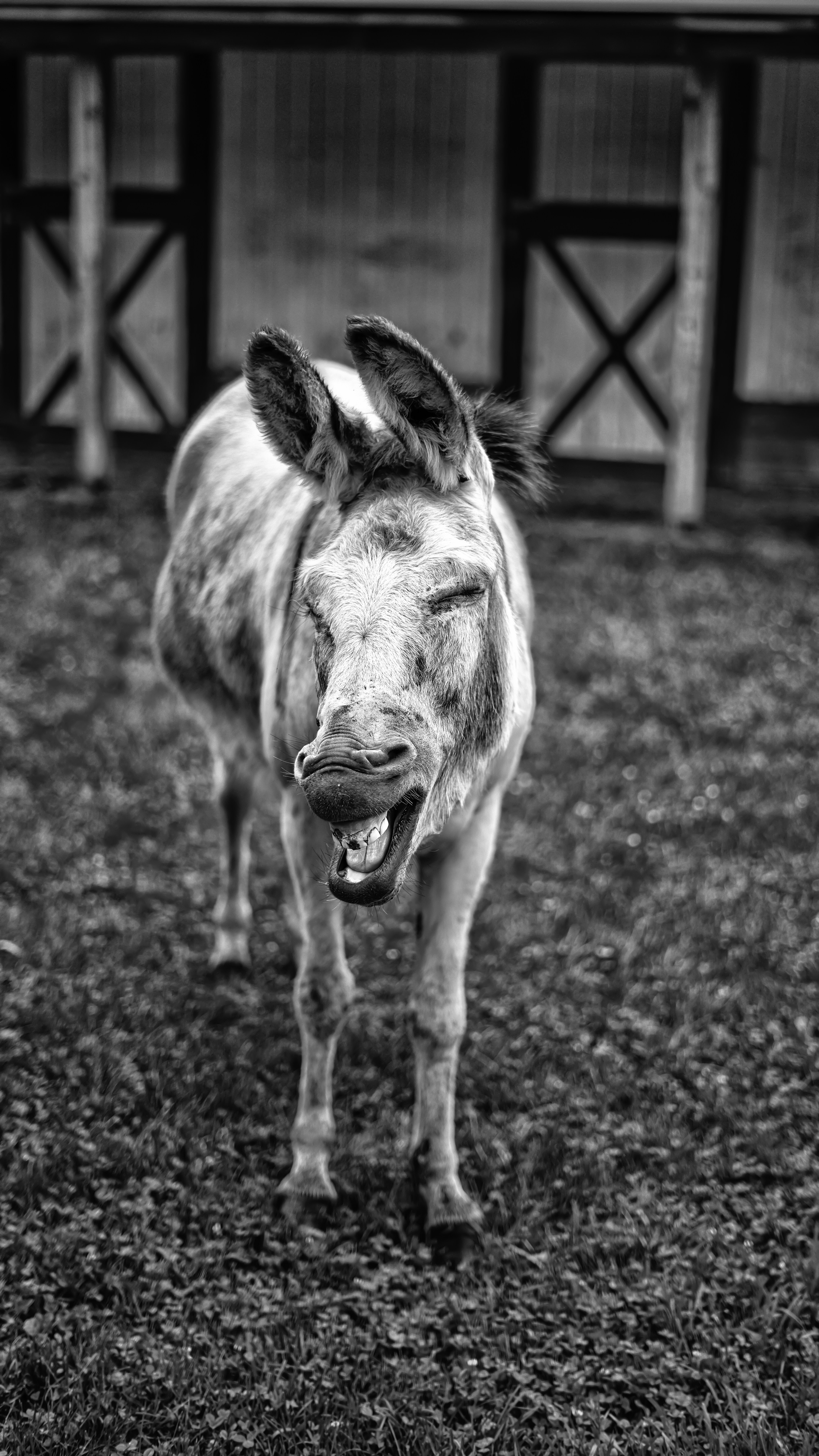 Grinning Donkey in Focused Field Under a Rustic Shelter