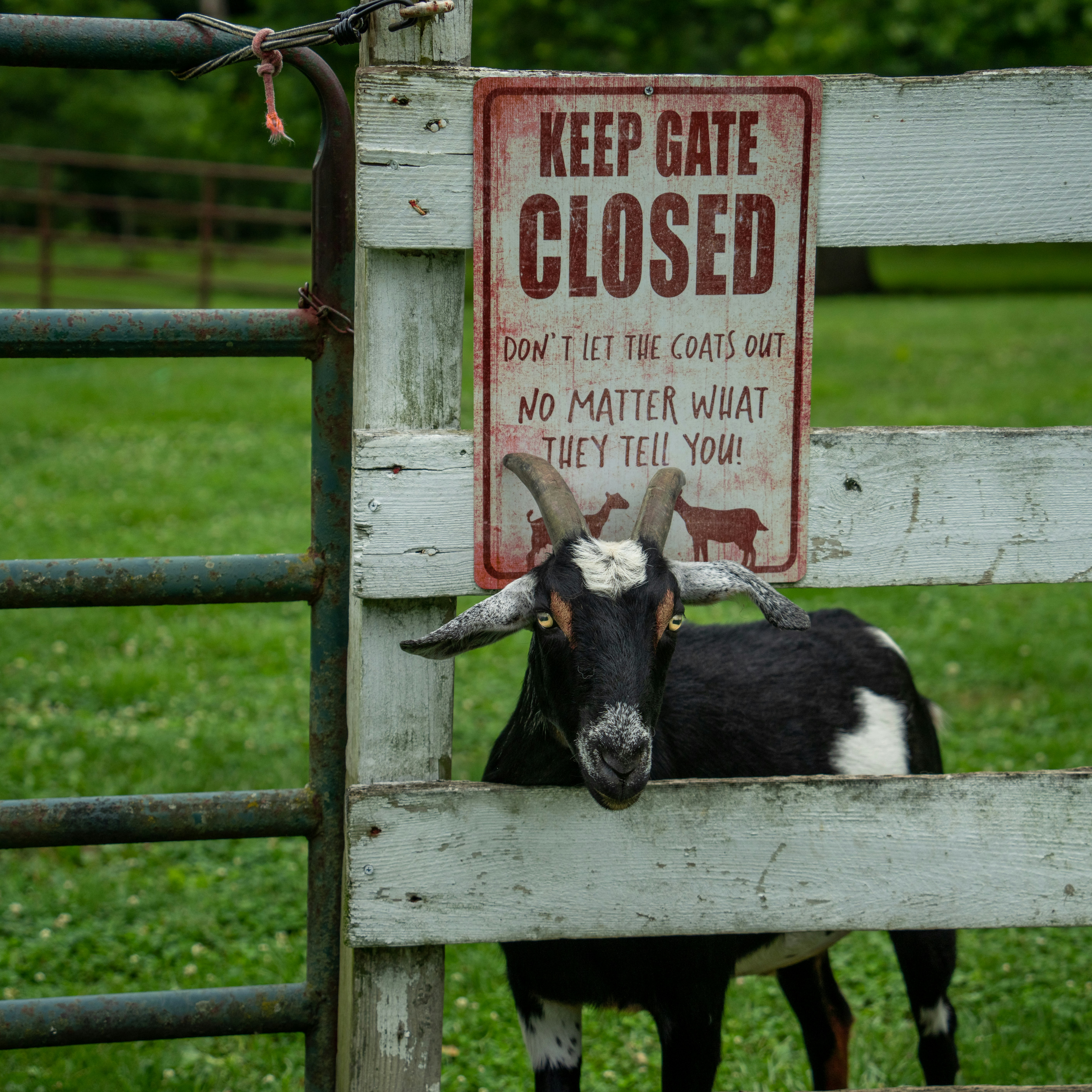 The Gatekeeper's Curious Peek: Goat Through a Weathered Fence Beneath a Sign