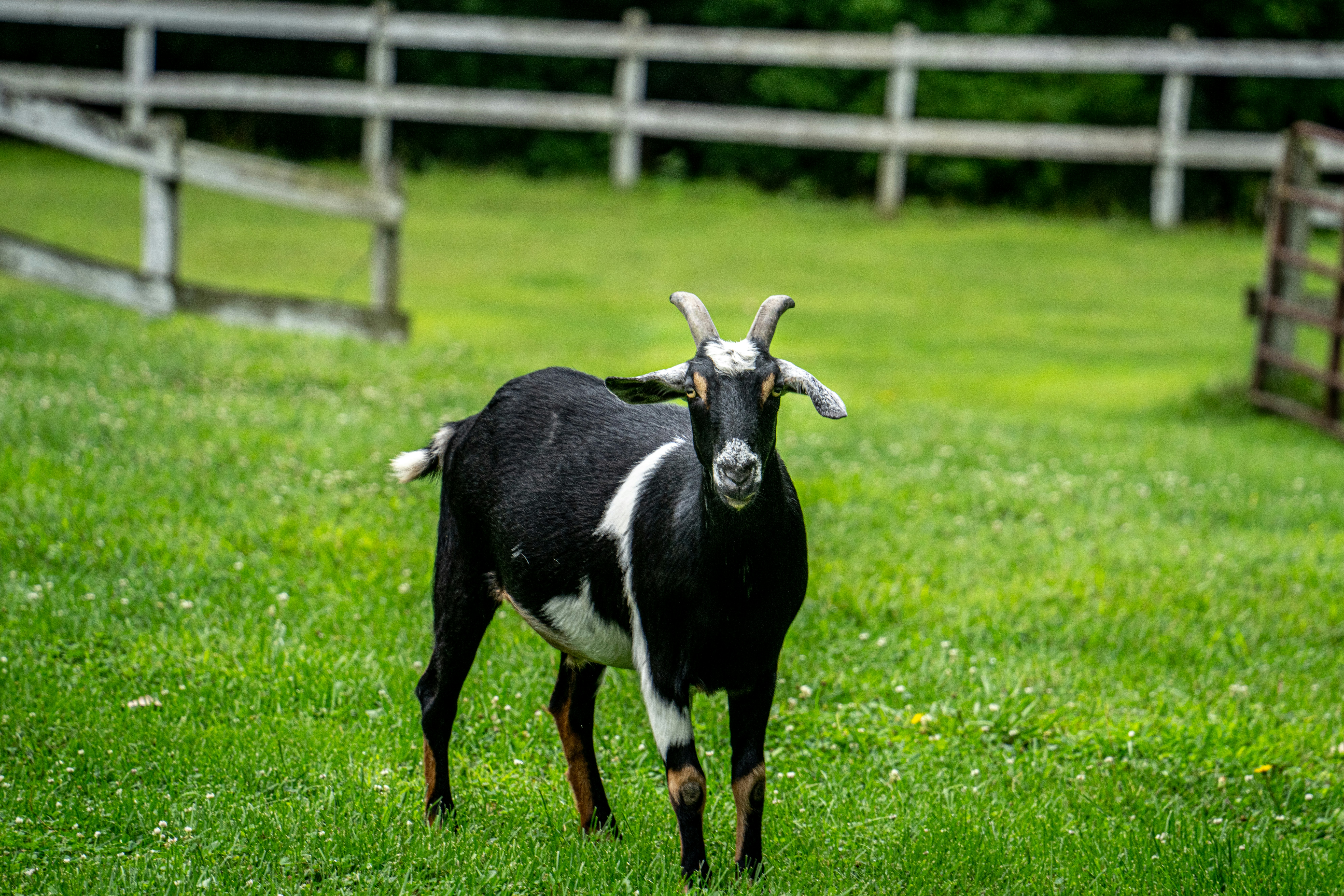 A goat standing in a grassy field photo – Free Animal Image on Unsplash