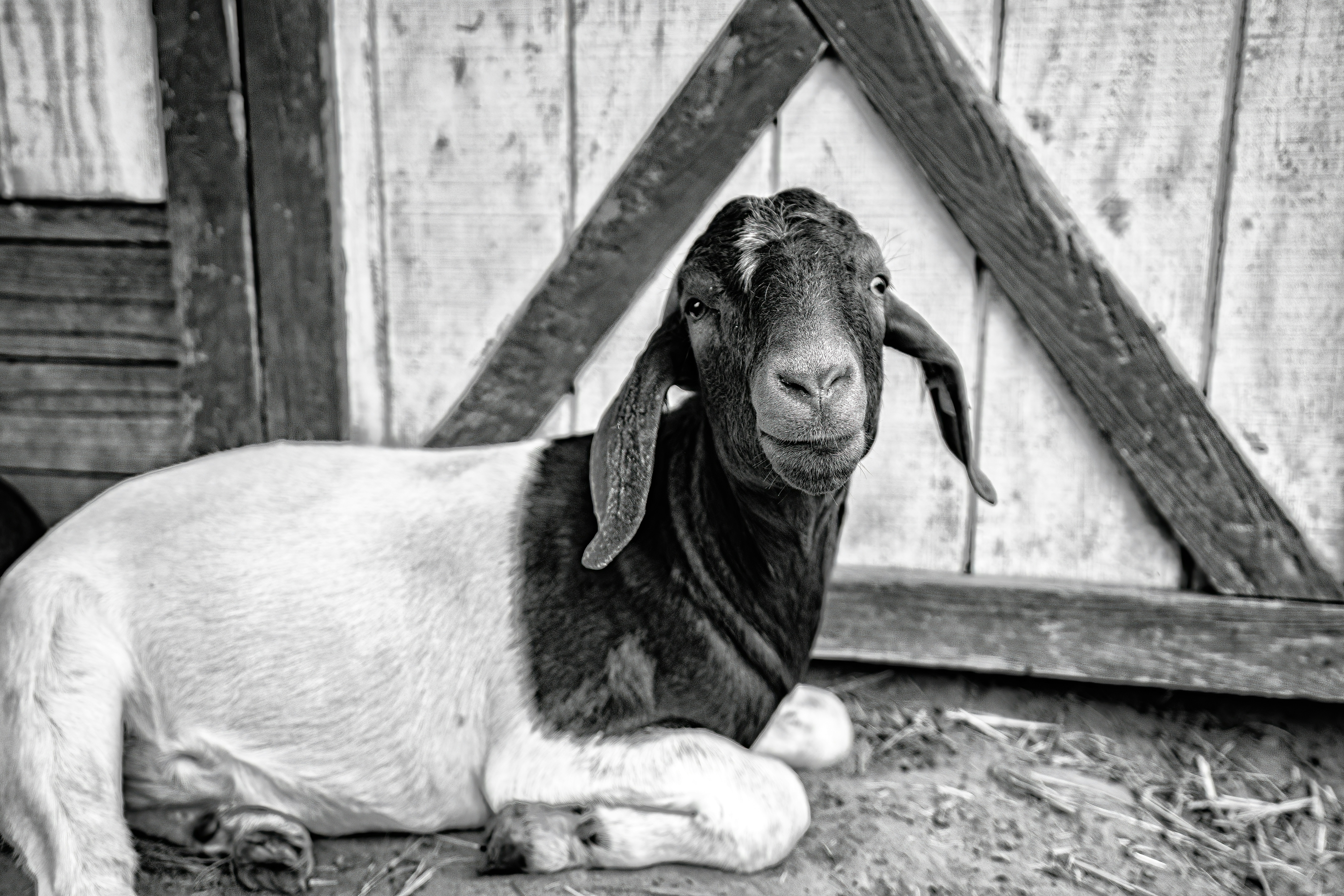 Monochrome Respite: A Goat Pauses by Weathered Barn Door