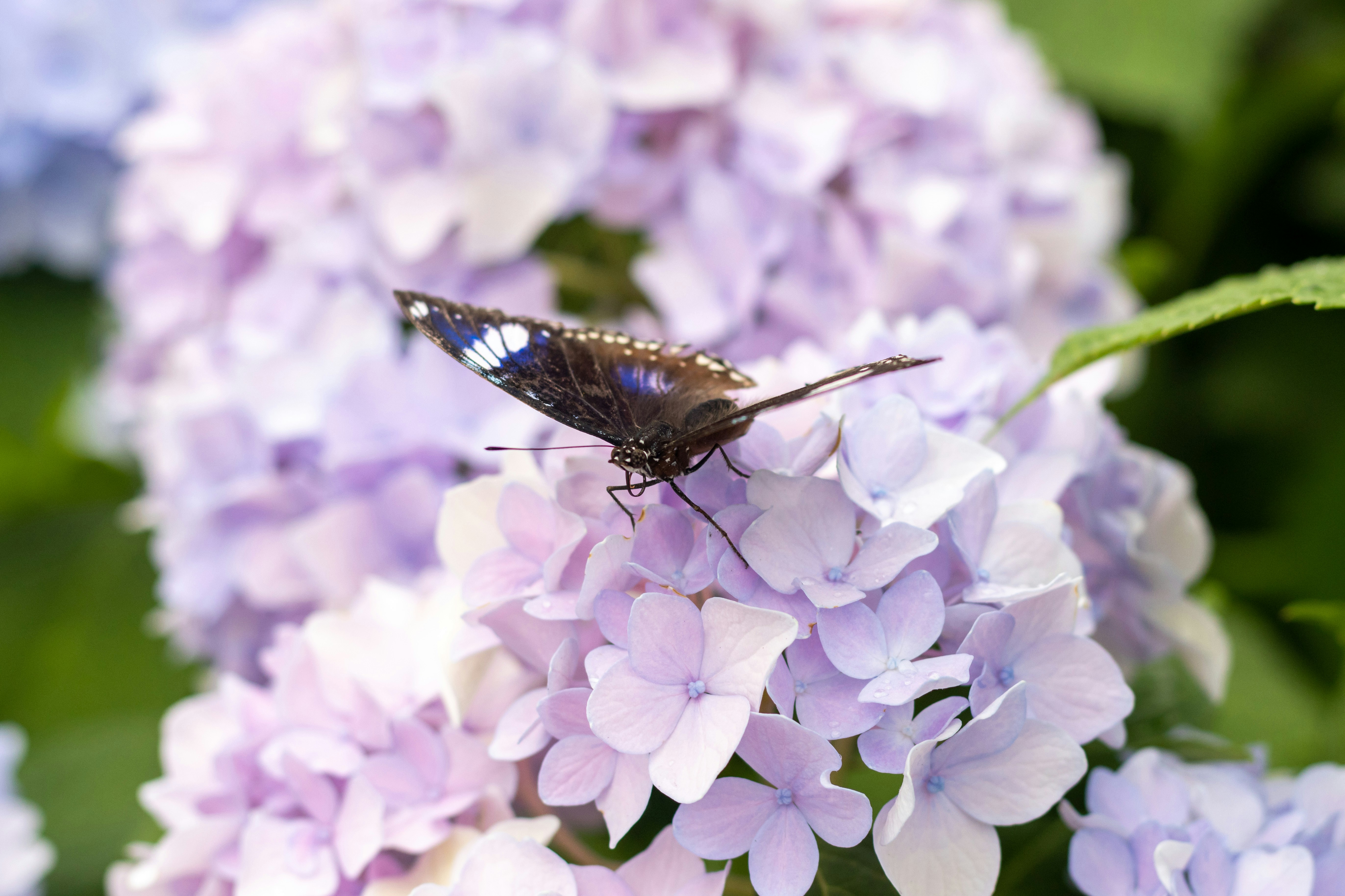 Delicate swallowtail on pastel hydrangea blossoms