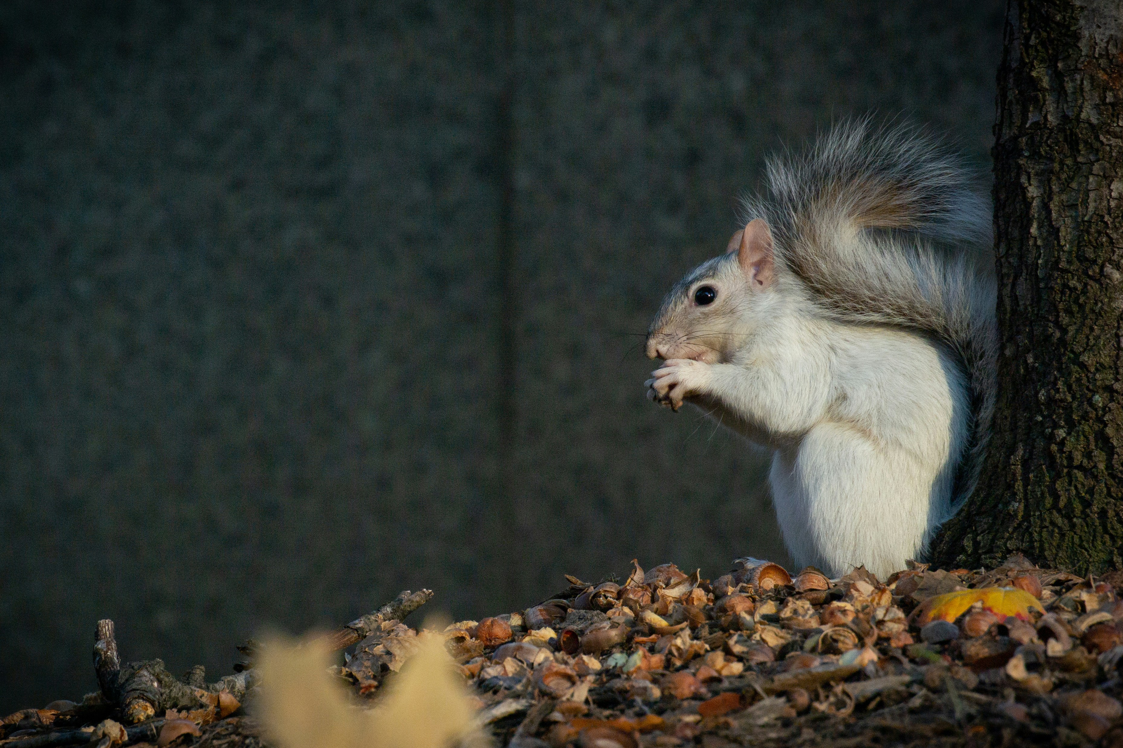 White squirrel nibbling on nuts amidst fallen leaves near a tree trunk. The soft light highlights its fur texture.