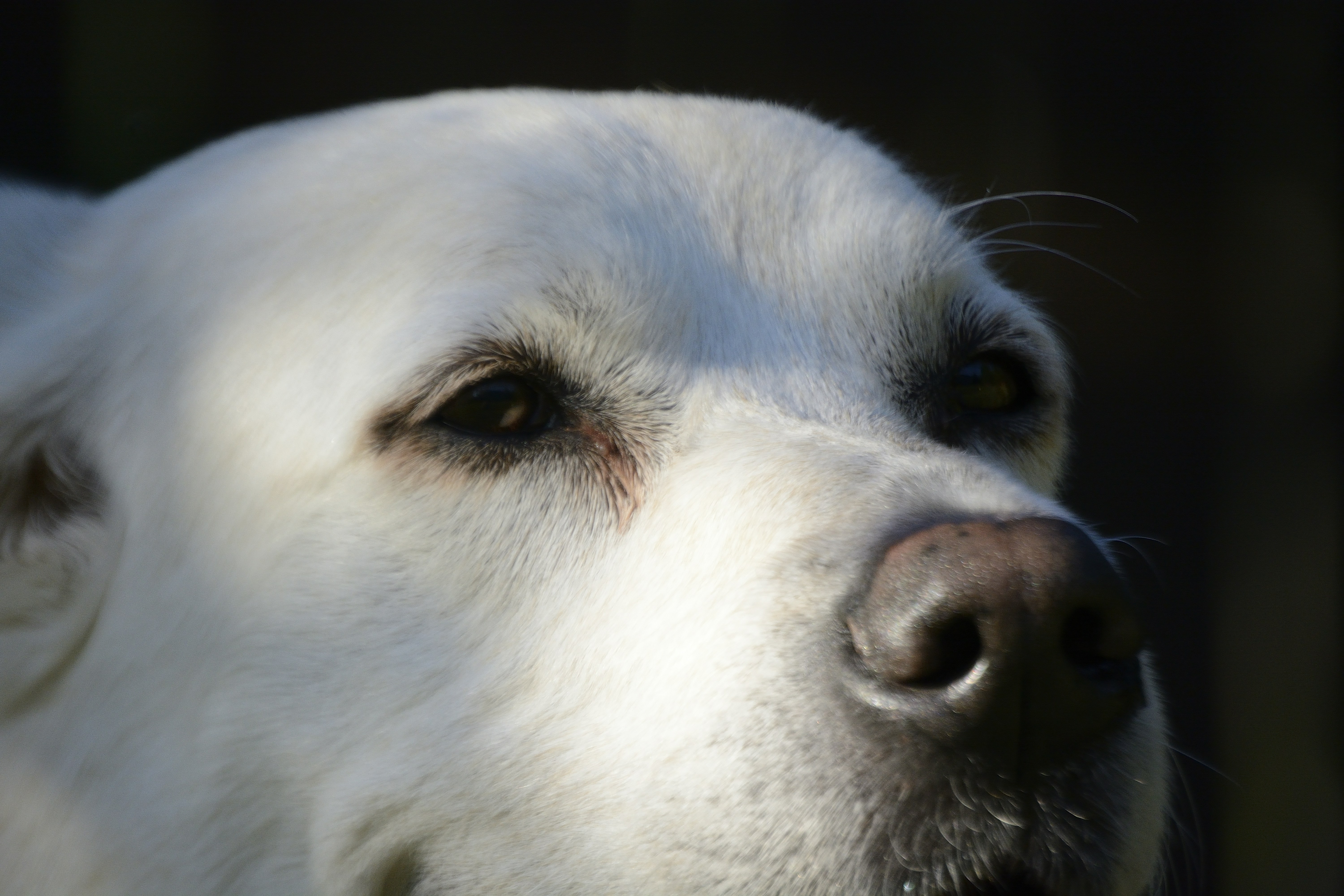 A close up of a dog photo – Free Portrait Image on Unsplash