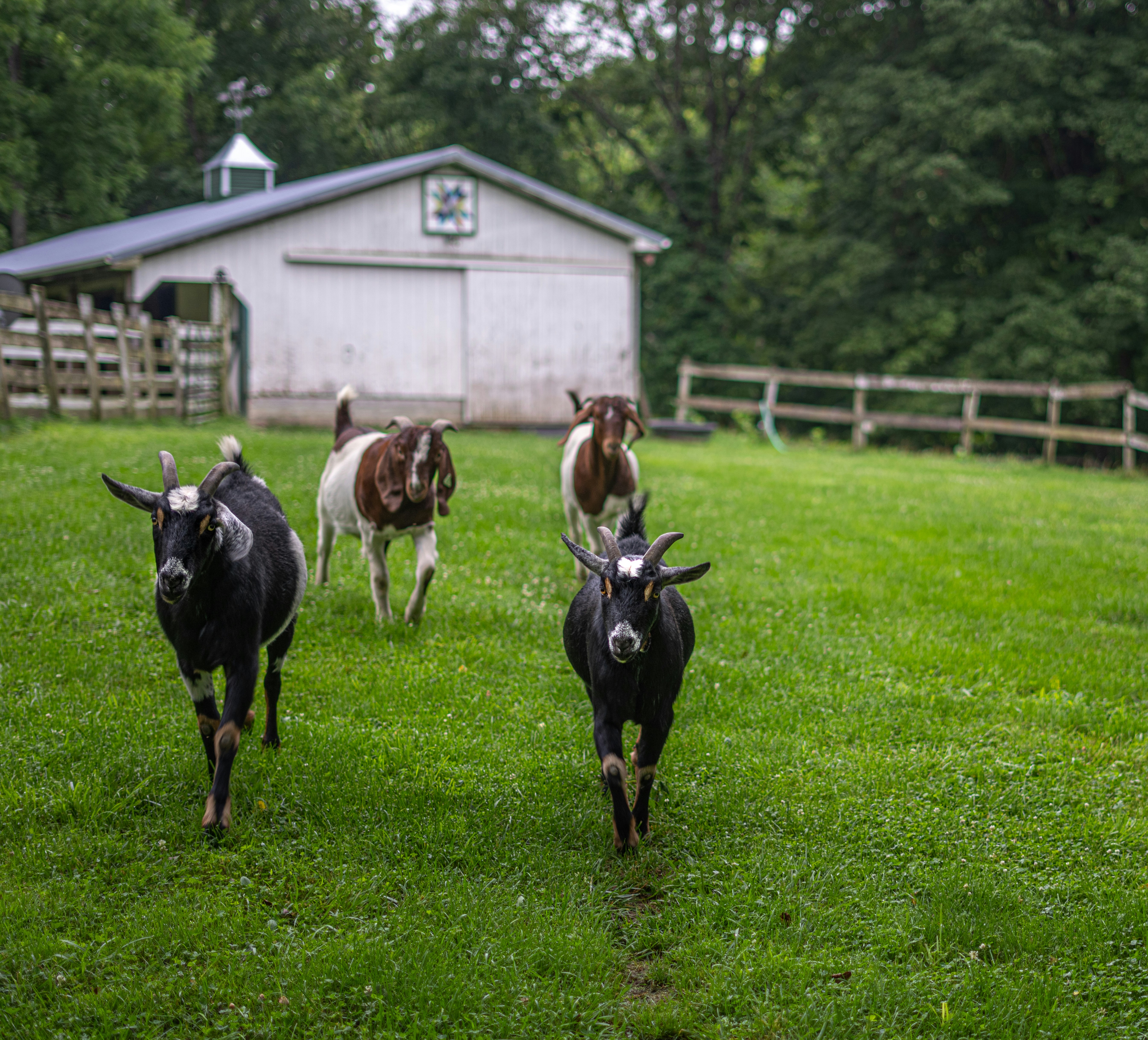 A group of animals running in a grassy field photo – Free Green Image ...