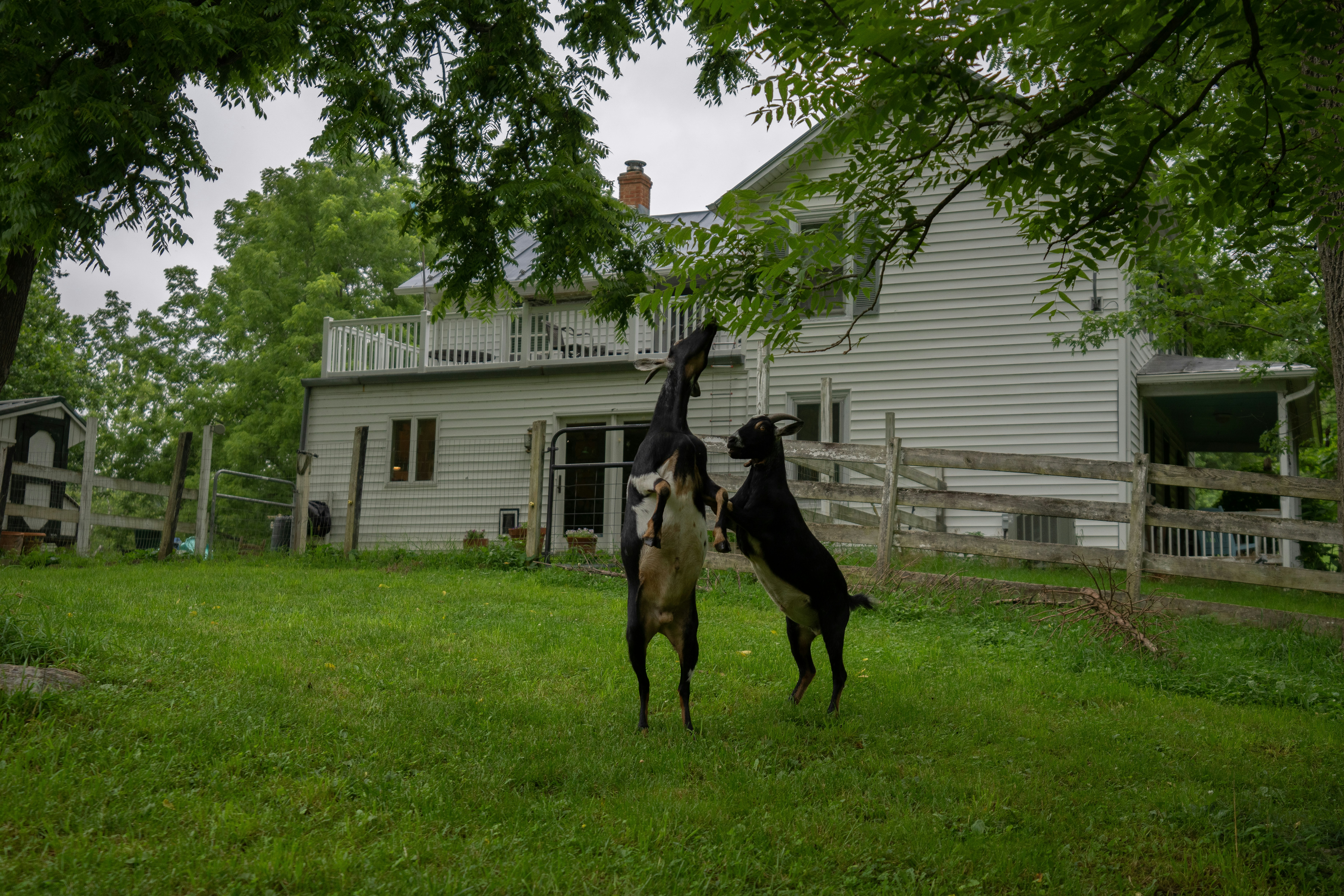 a couple of horses stand in a grassy field