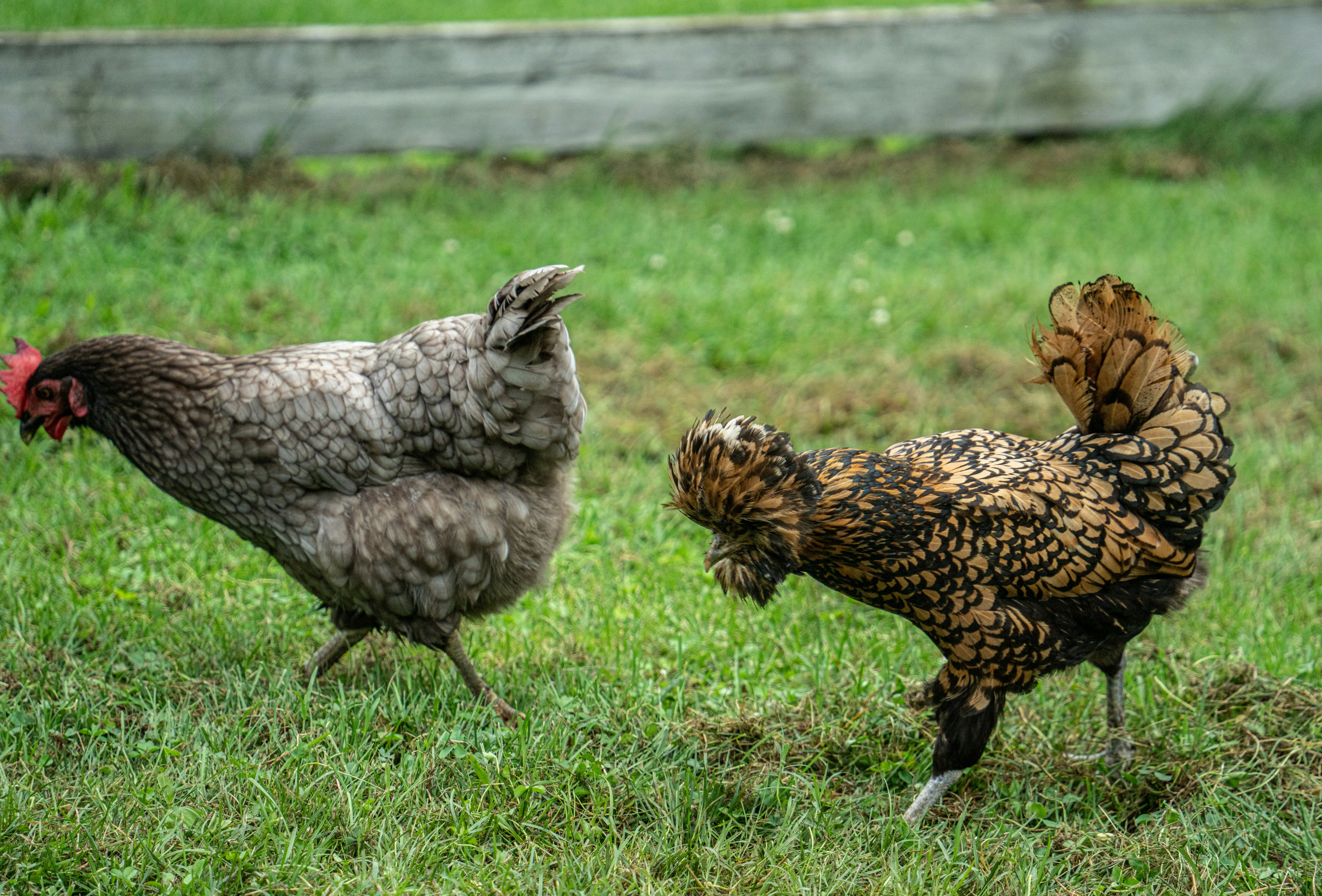 Two chickens walking on grass photo – Free Animal Image on Unsplash