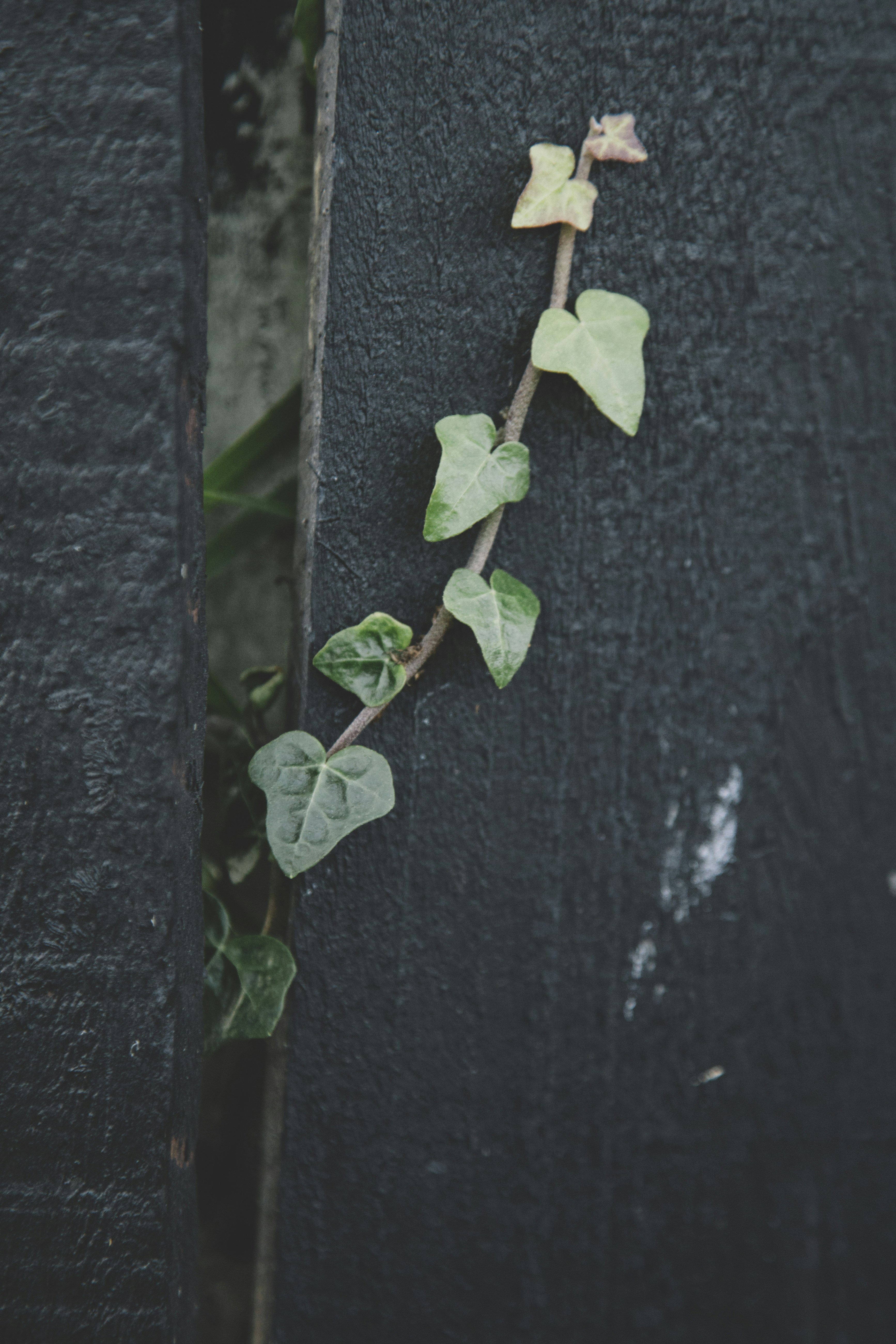 Green Veins on Charcoal Wood: Ivy Climbing a Narrow Gap