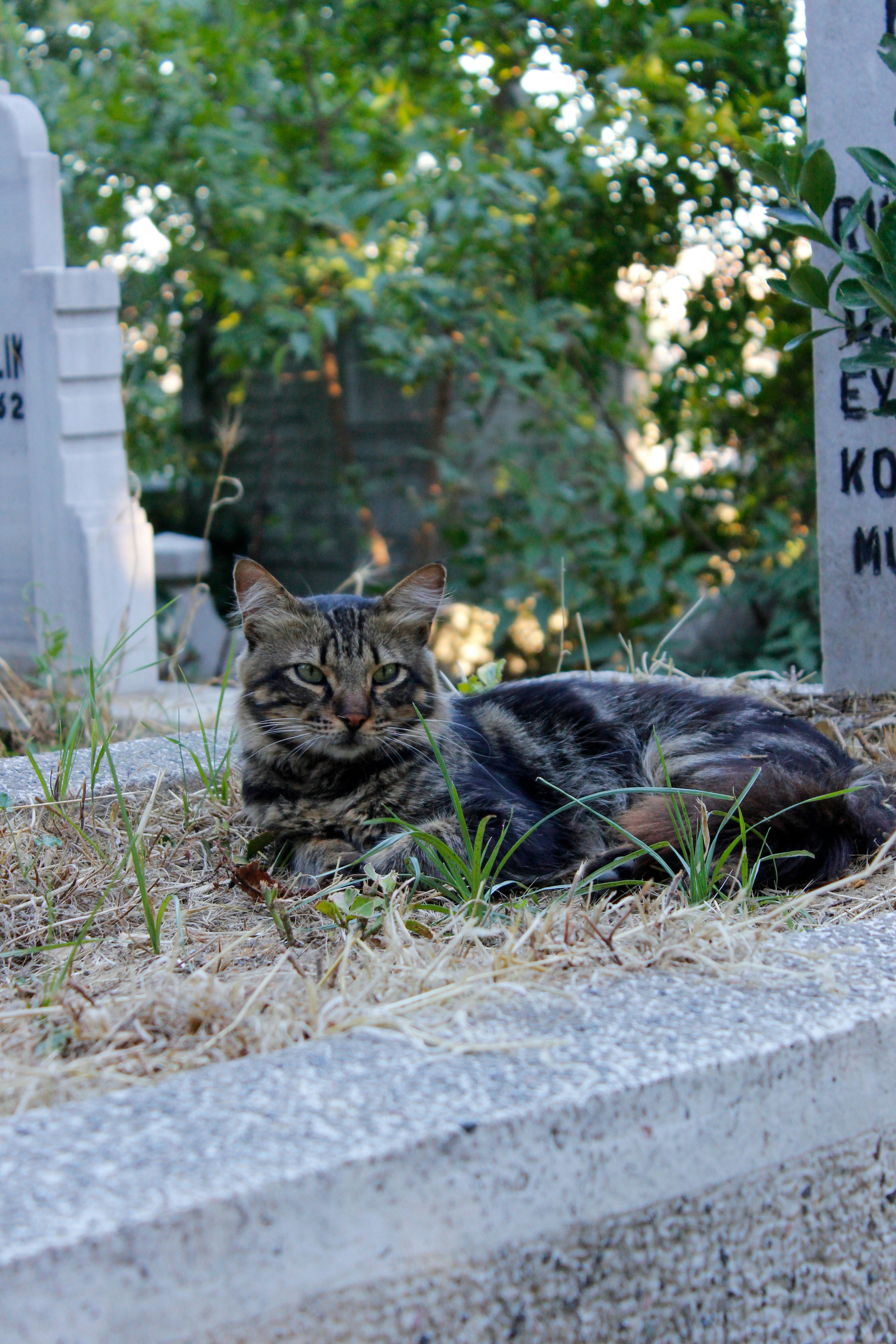 Verdant Silence: A Tabby Resting Amid Weathered Tombstones
