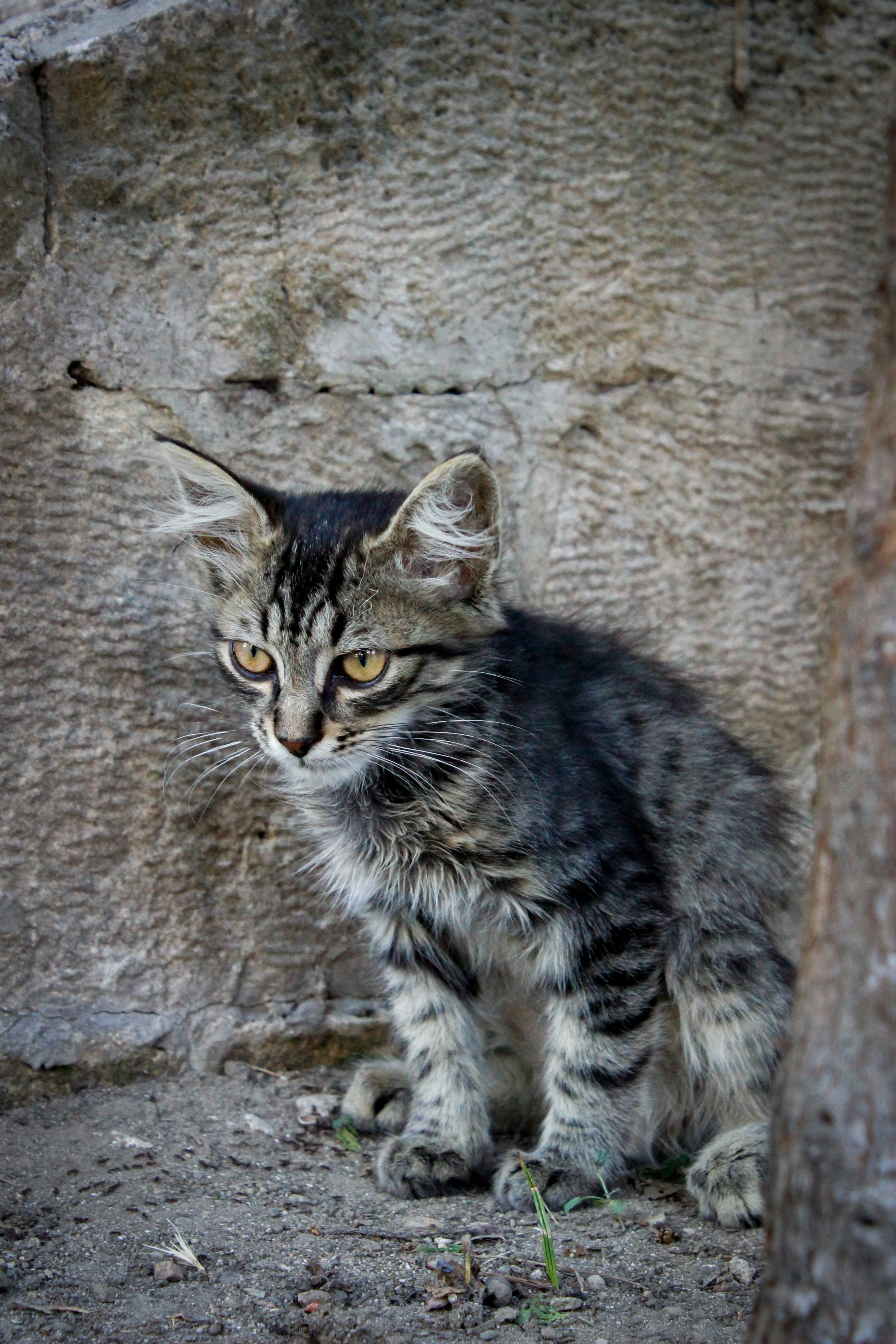 A young tabby cat sits quietly against a textured stone wall, observing its surroundings with keen eyes.