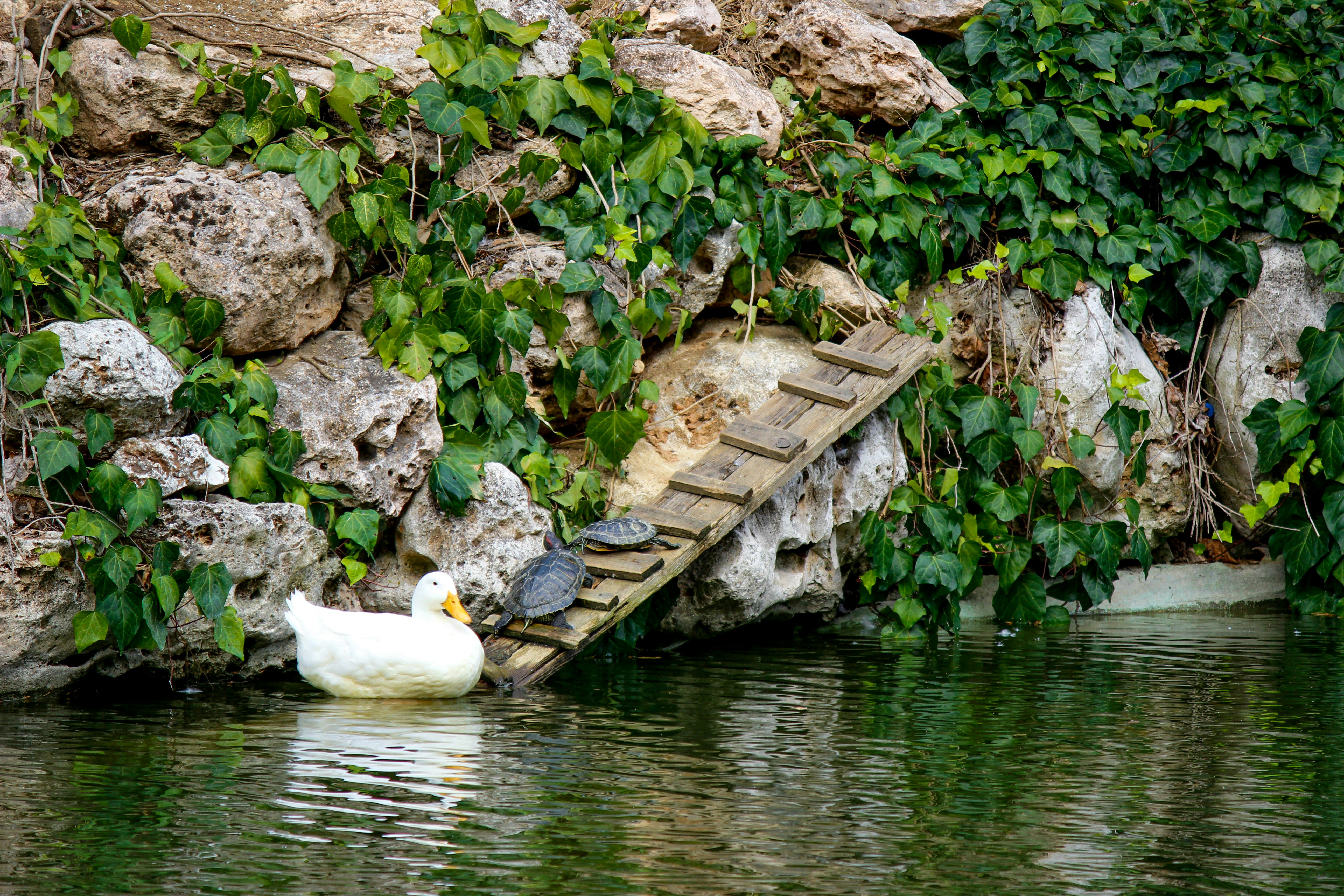 White Duck at the Ivy-Clad Riverbank and Leaning Ramp