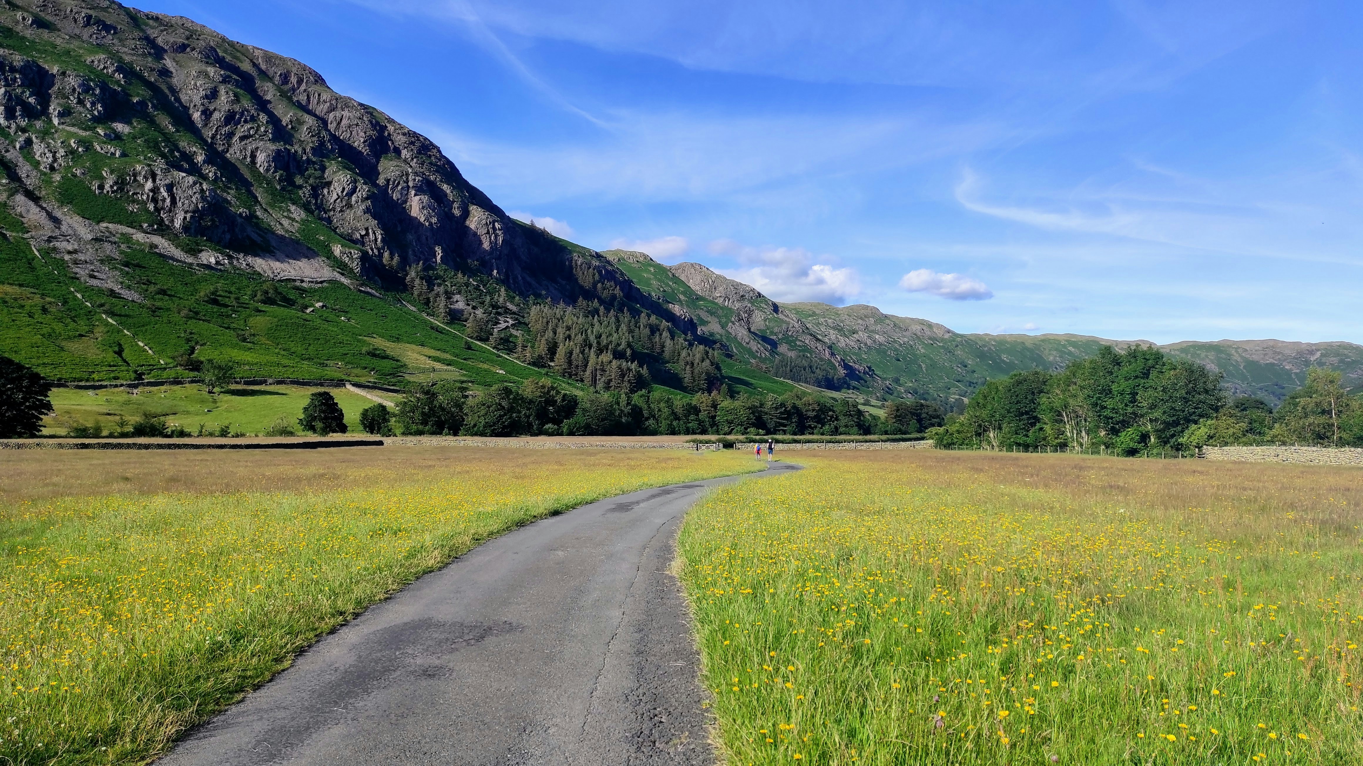 Lane Through a Valley: Yellow Wildflowers under a Blue Ridge Sky