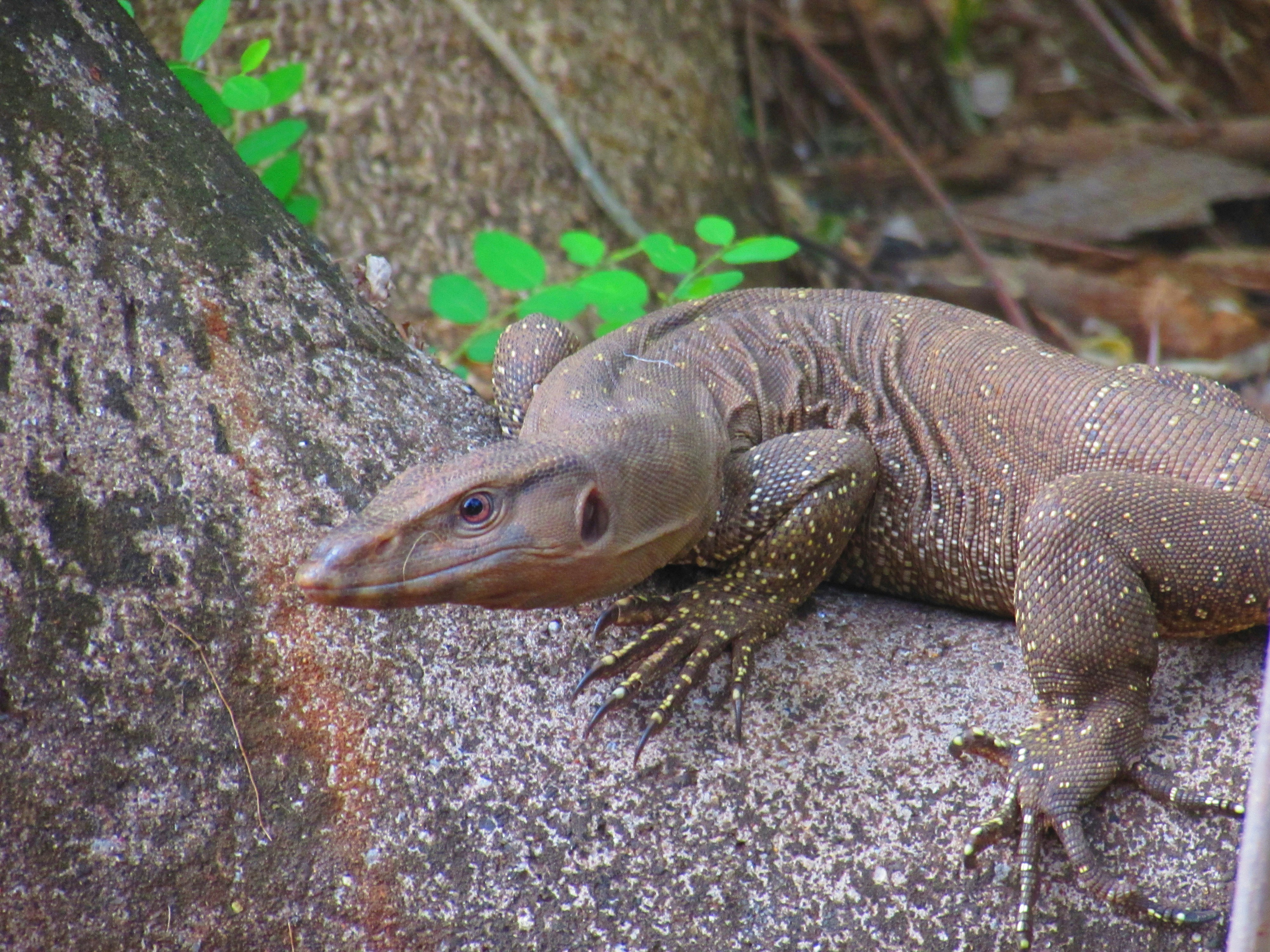 Bengal monitor lizard crawling on a textured tree trunk surrounded by greenery.