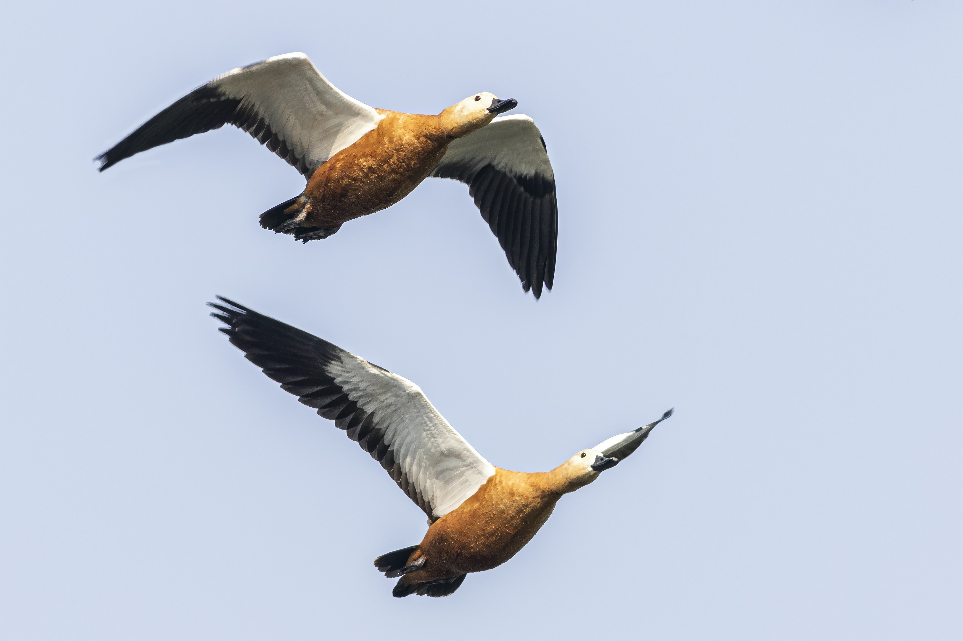 A couple of birds flying photo – Free Birds Image on Unsplash