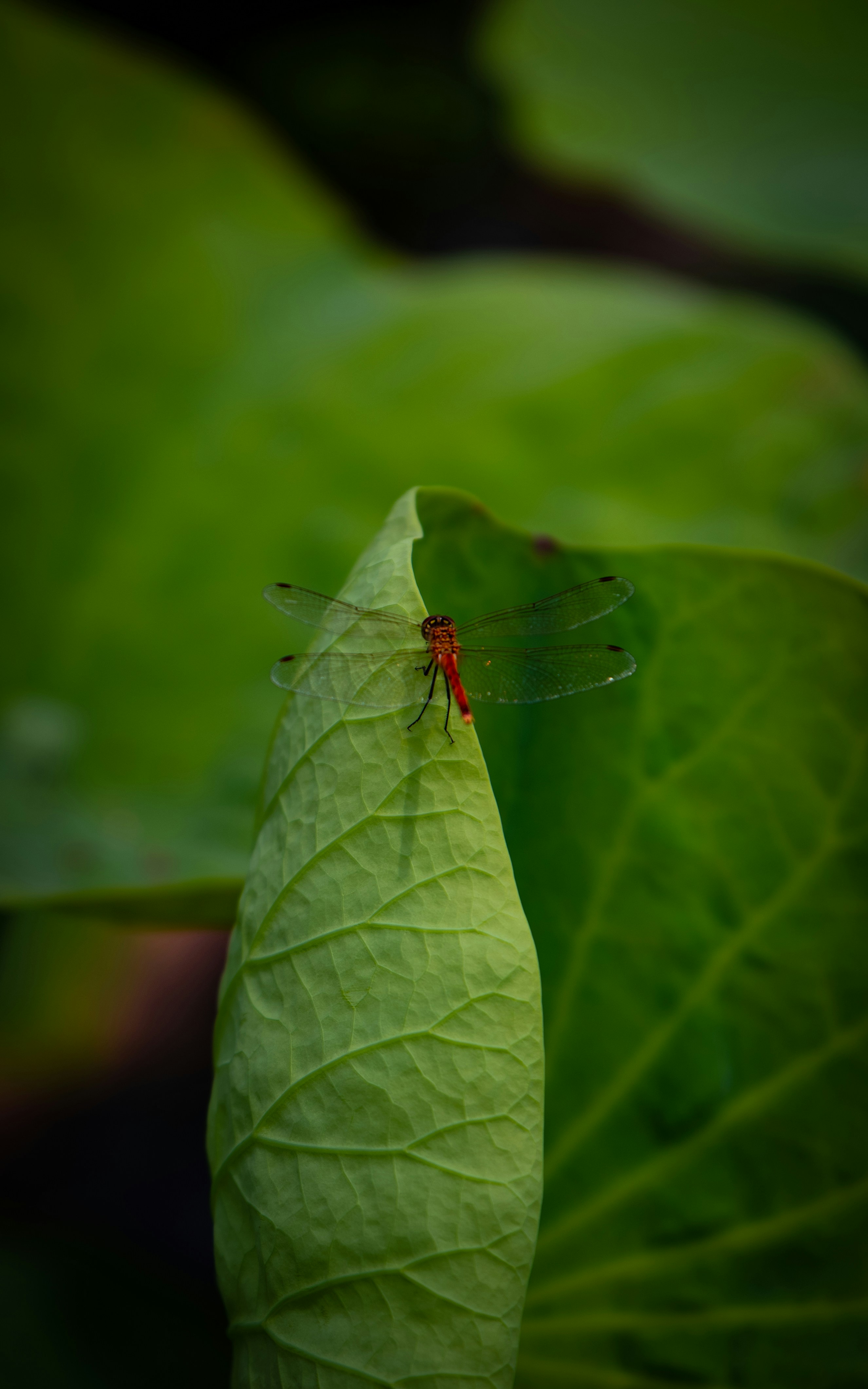 Red dragonfly resting on a vibrant green leaf amidst a lush backdrop. The intricate details of its wings contrast beautifully with the foliage.