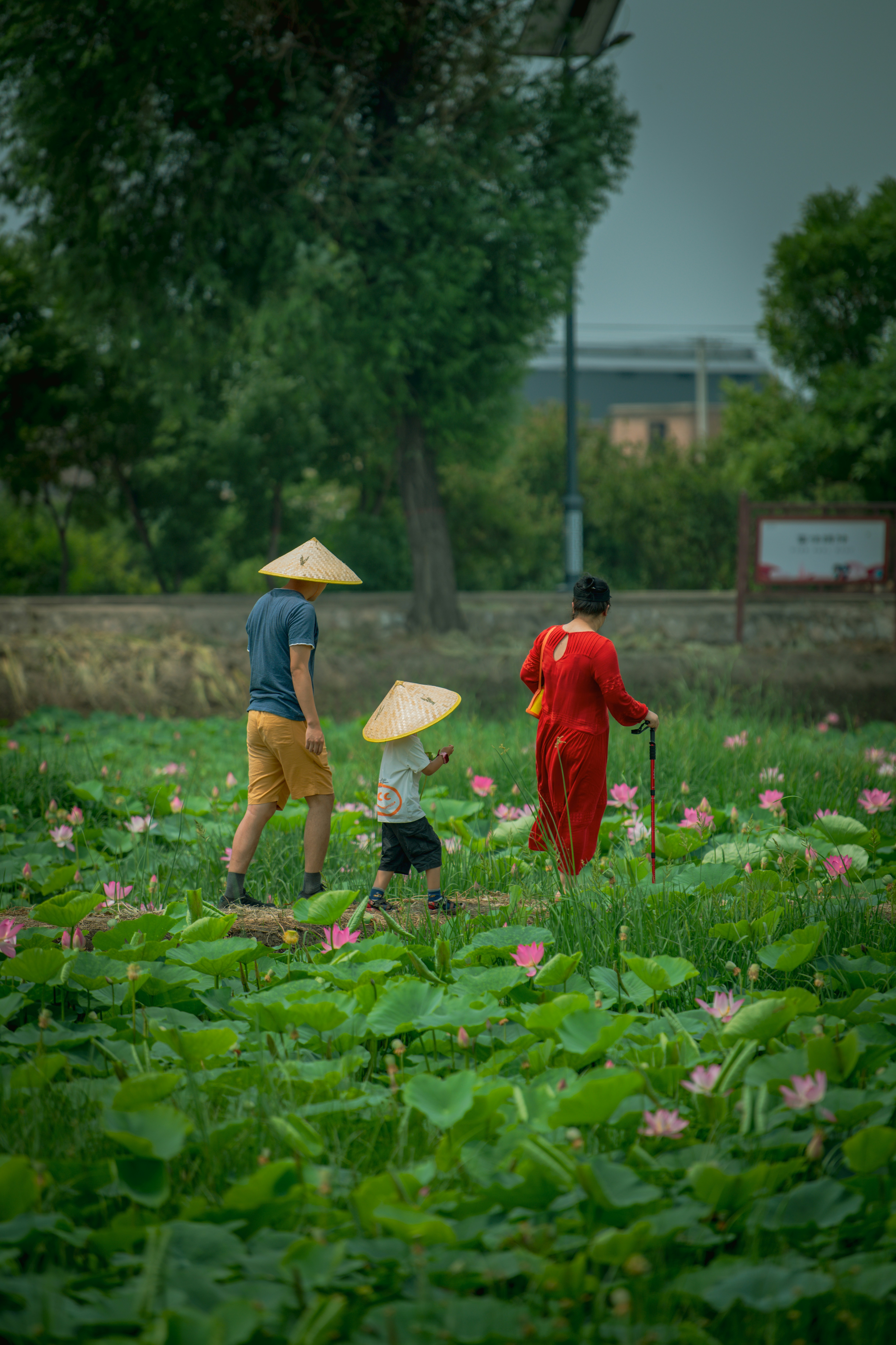 Three Figures at the Lotus Field: A Walk Through Green Serene Blooms