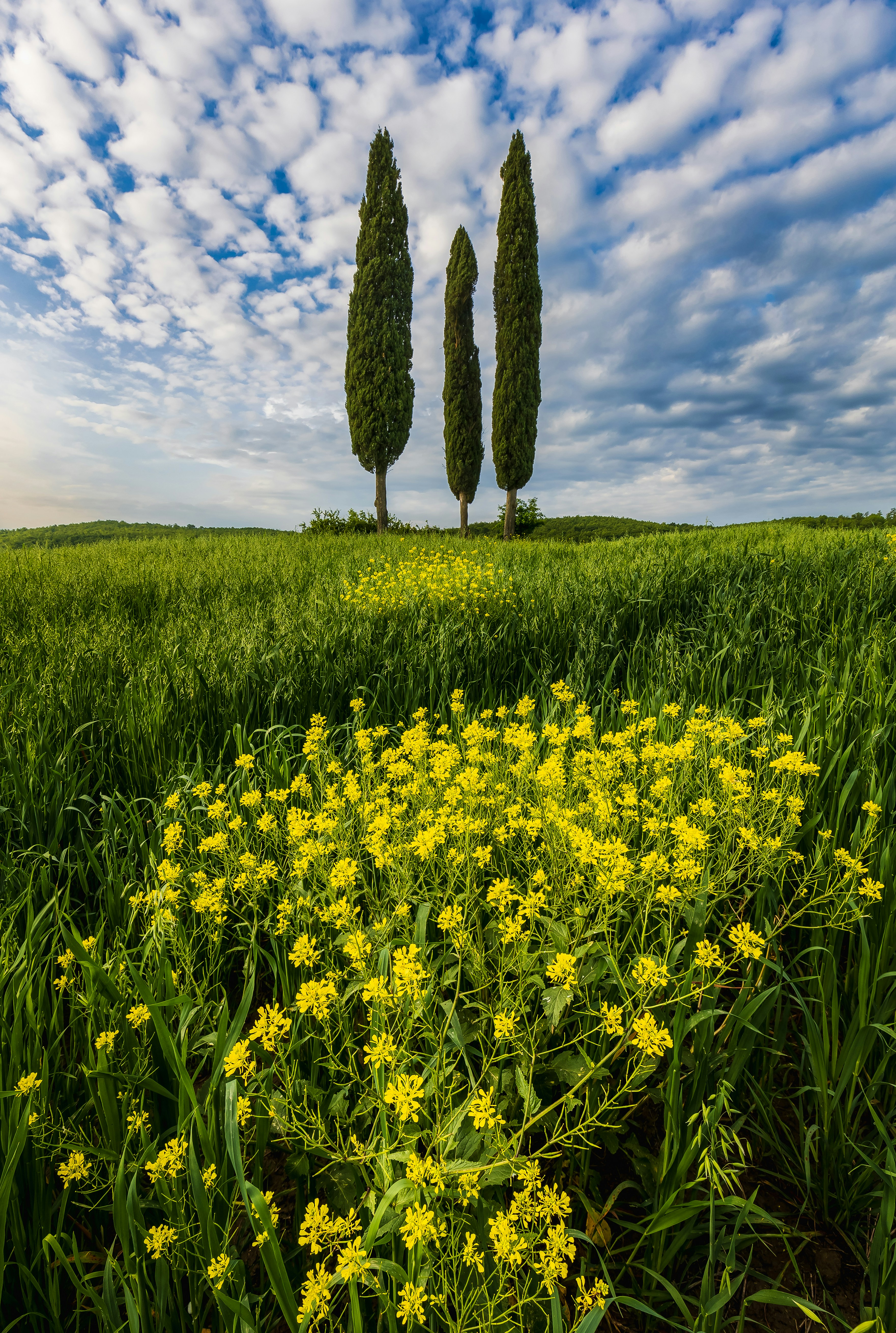 Three Cypress Sentinels Over a Field of Golden Rapeseed Under a Dynamic Sky