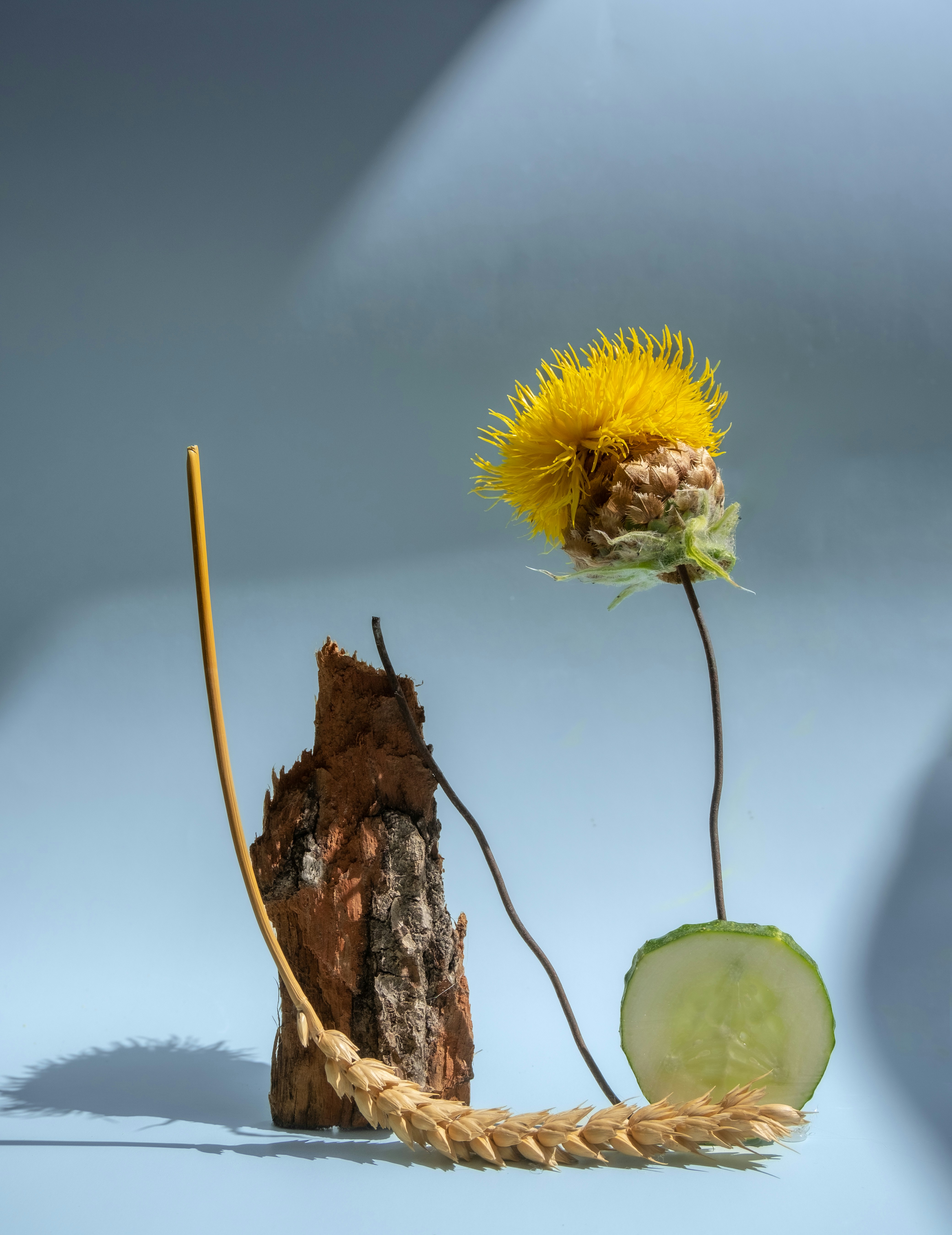 Yellow Bloom Among Debris: A Quiet Study in Still Life