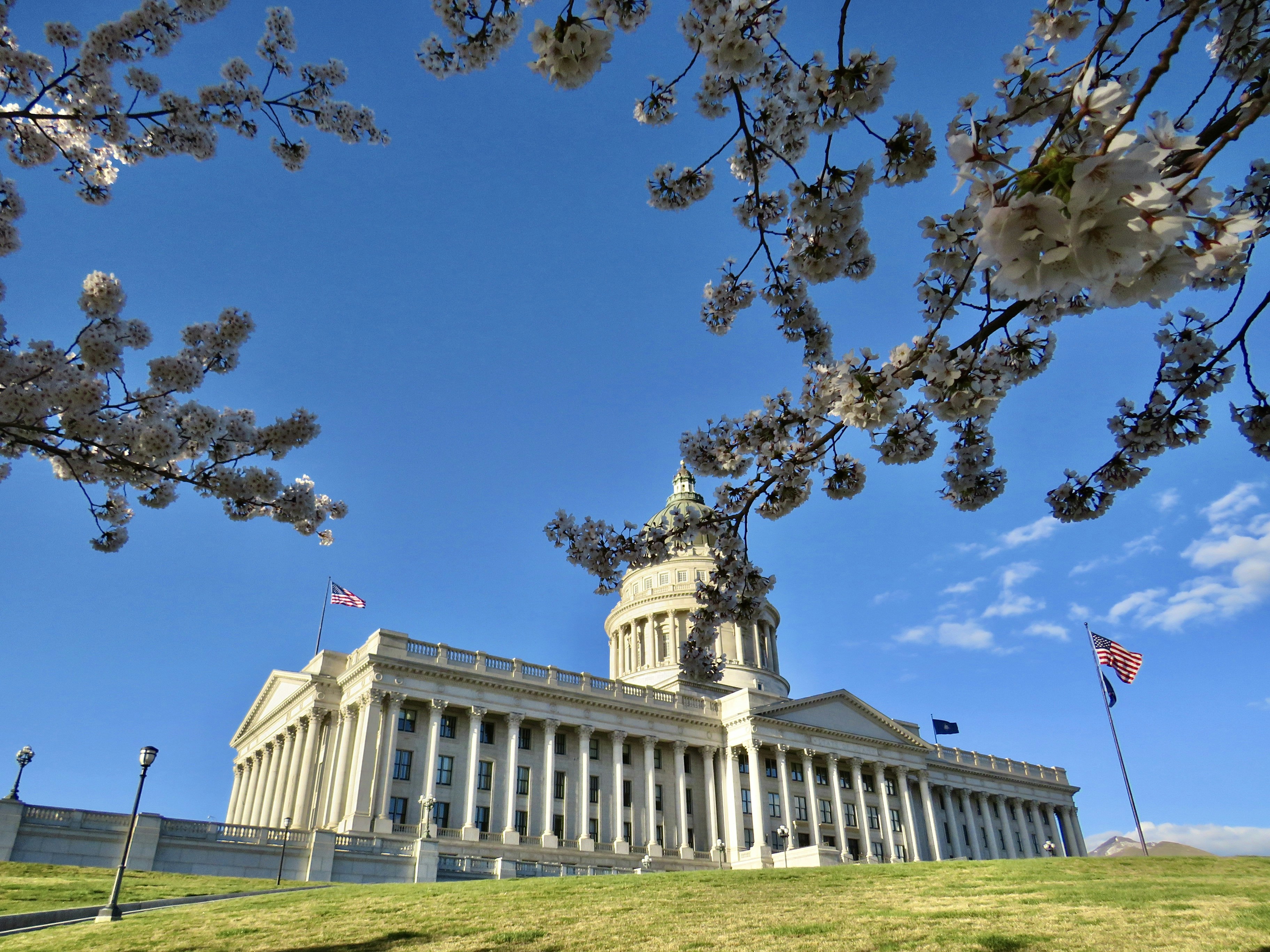 Capitol in Bloom: Marble Facade Framed by White Blossoms