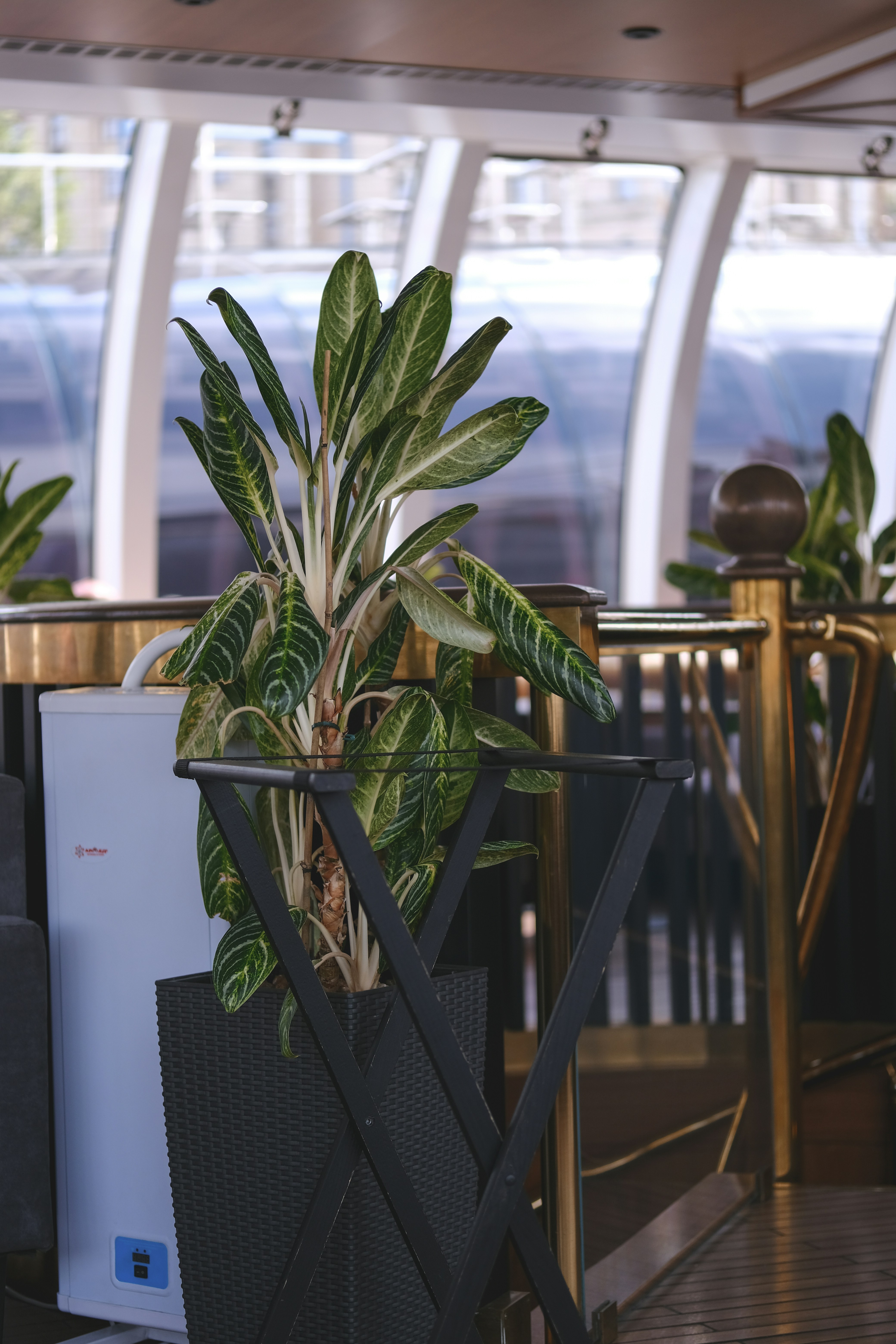 Indoor Plant Centerpiece on a Vessel: Greenery amid Metal Railing and Glass Windows