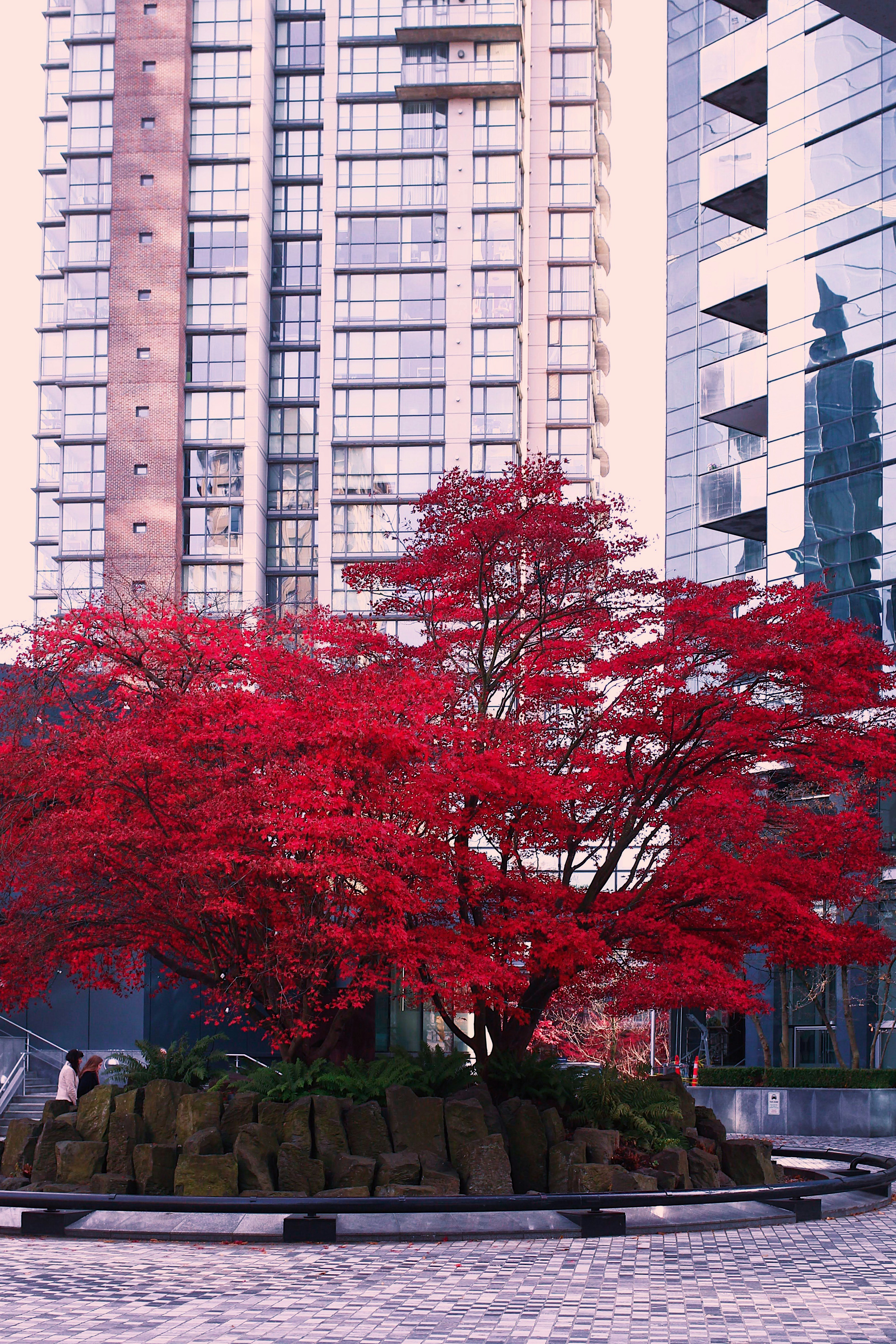 Red Autumn in Glass Canopy City