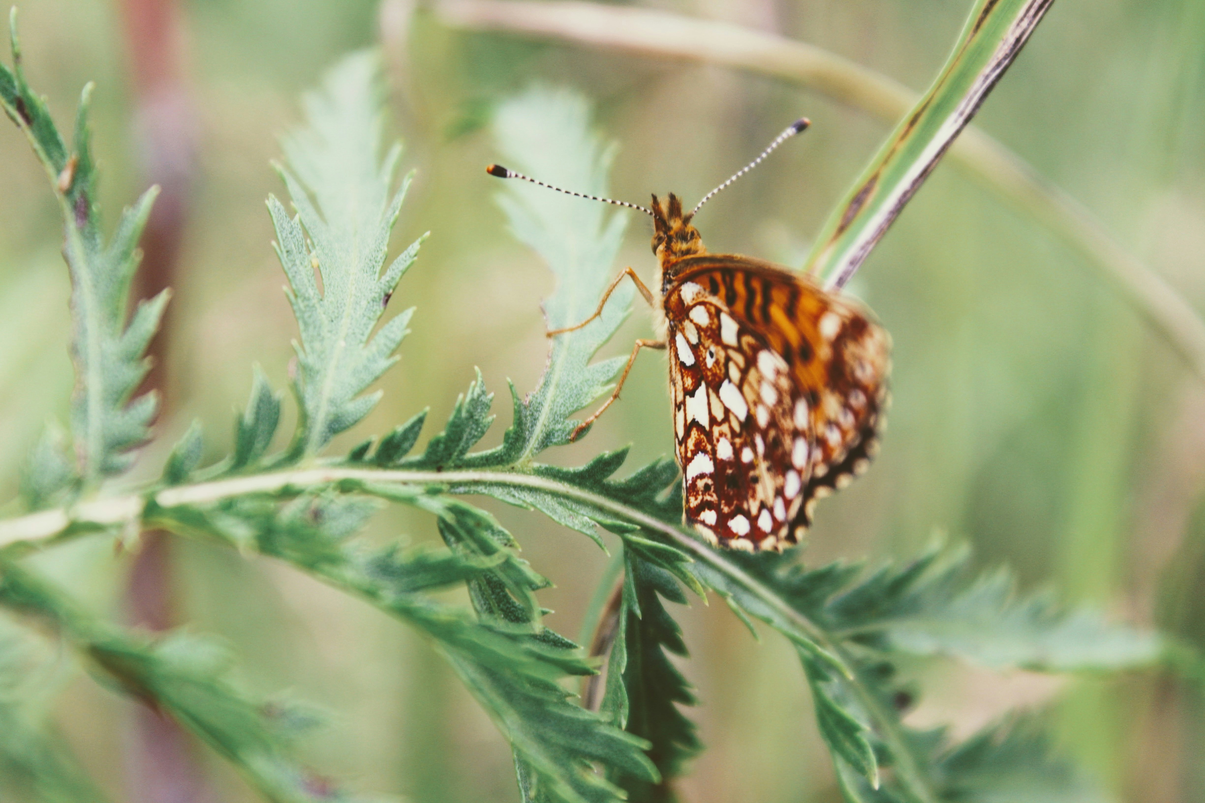 Amber-Flecked Butterfly on Serrated Greens, a Quiet Moment in Focus