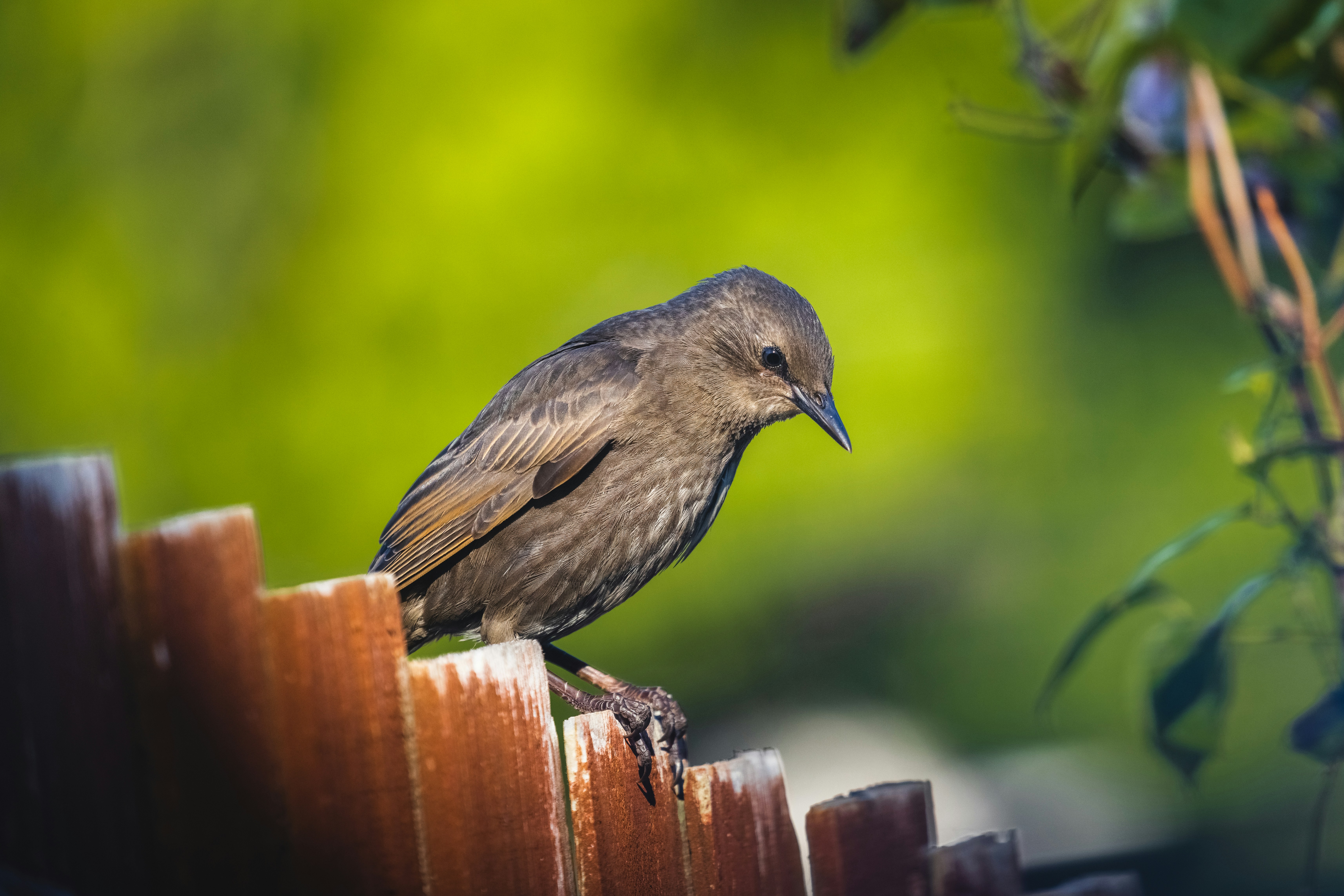 A solitary bird perched on a wooden fence, surrounded by vibrant greenery. The scene captures the essence of nature's tranquility.